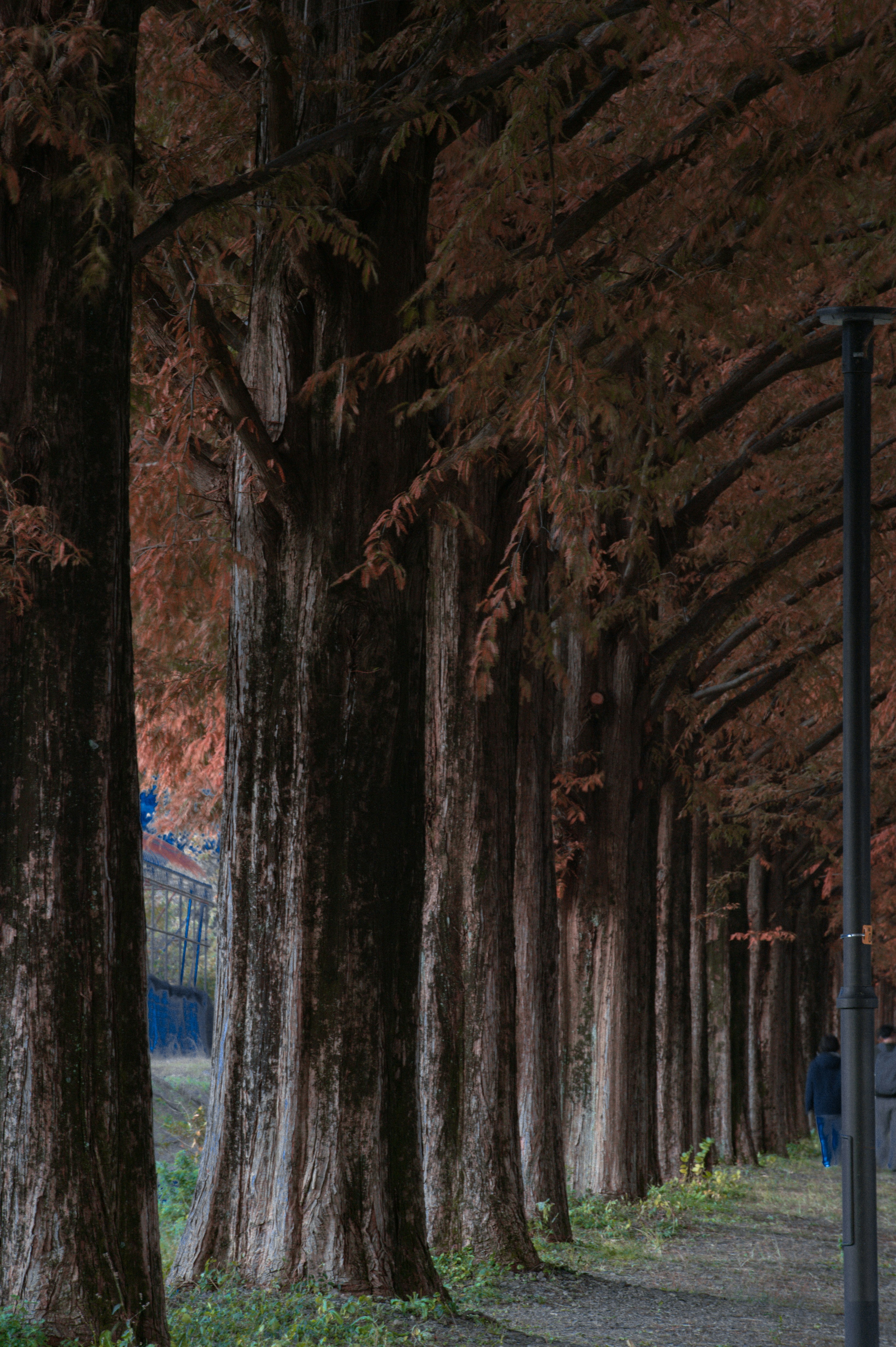 Row of Evening Trees: A Quiet Walk Under a Rust-Leaf Canopy