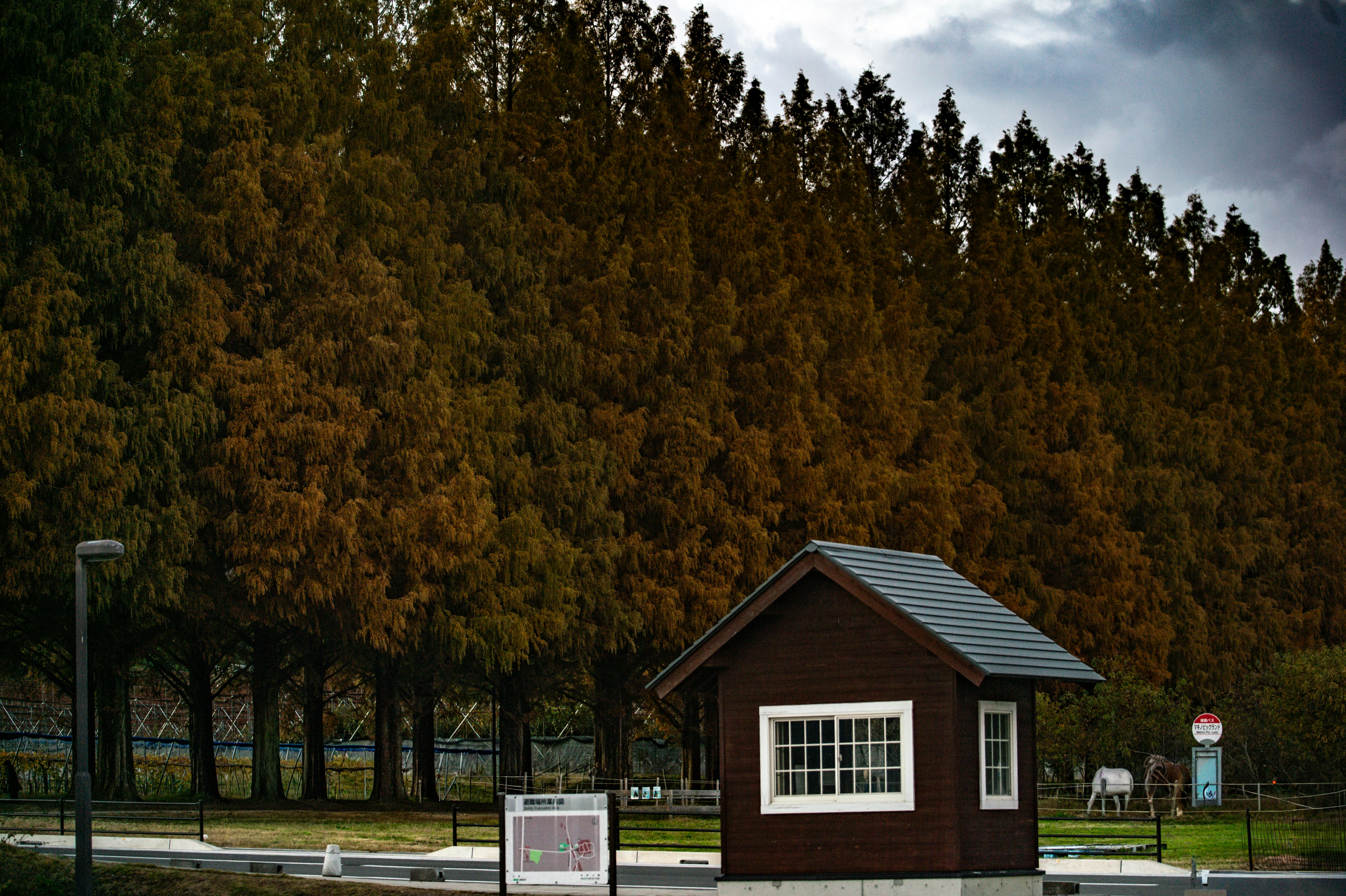 Autumn Pines Overlook: Quiet Park Booth