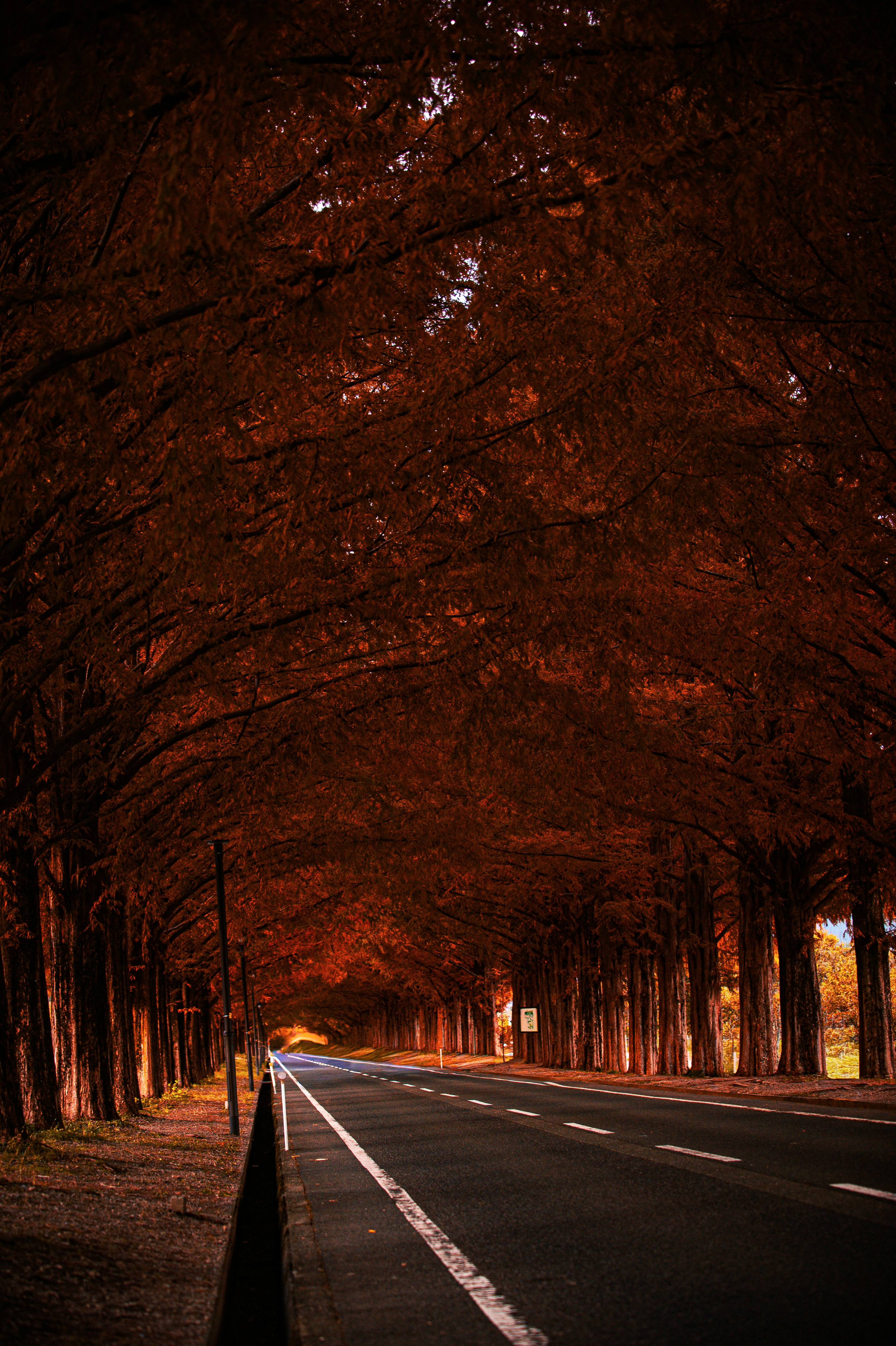Amber Canopy Road: Autumn Tunnel to a Distant Glow