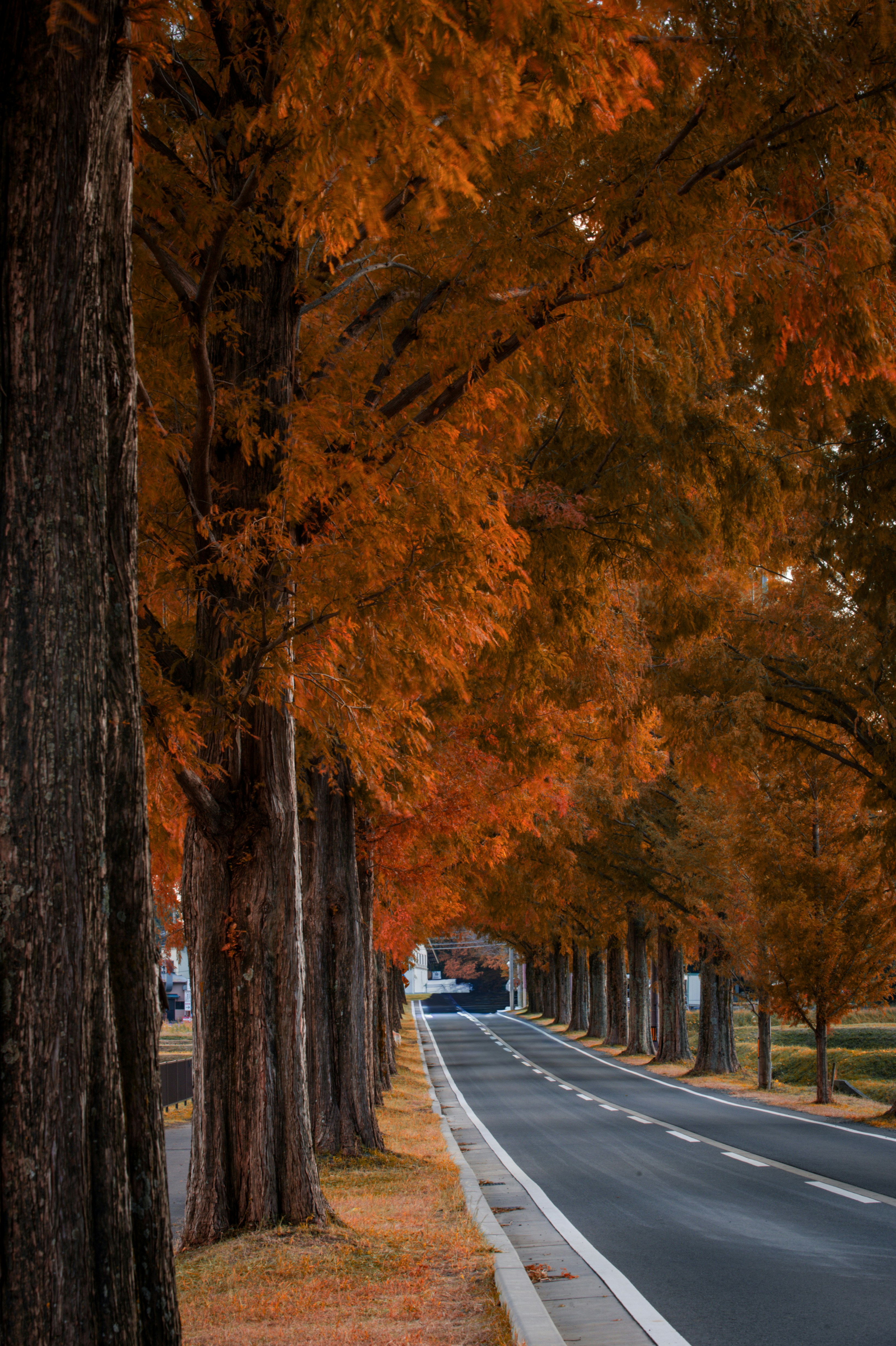 Vanishing Lane Through an Autumn Flame Corridor