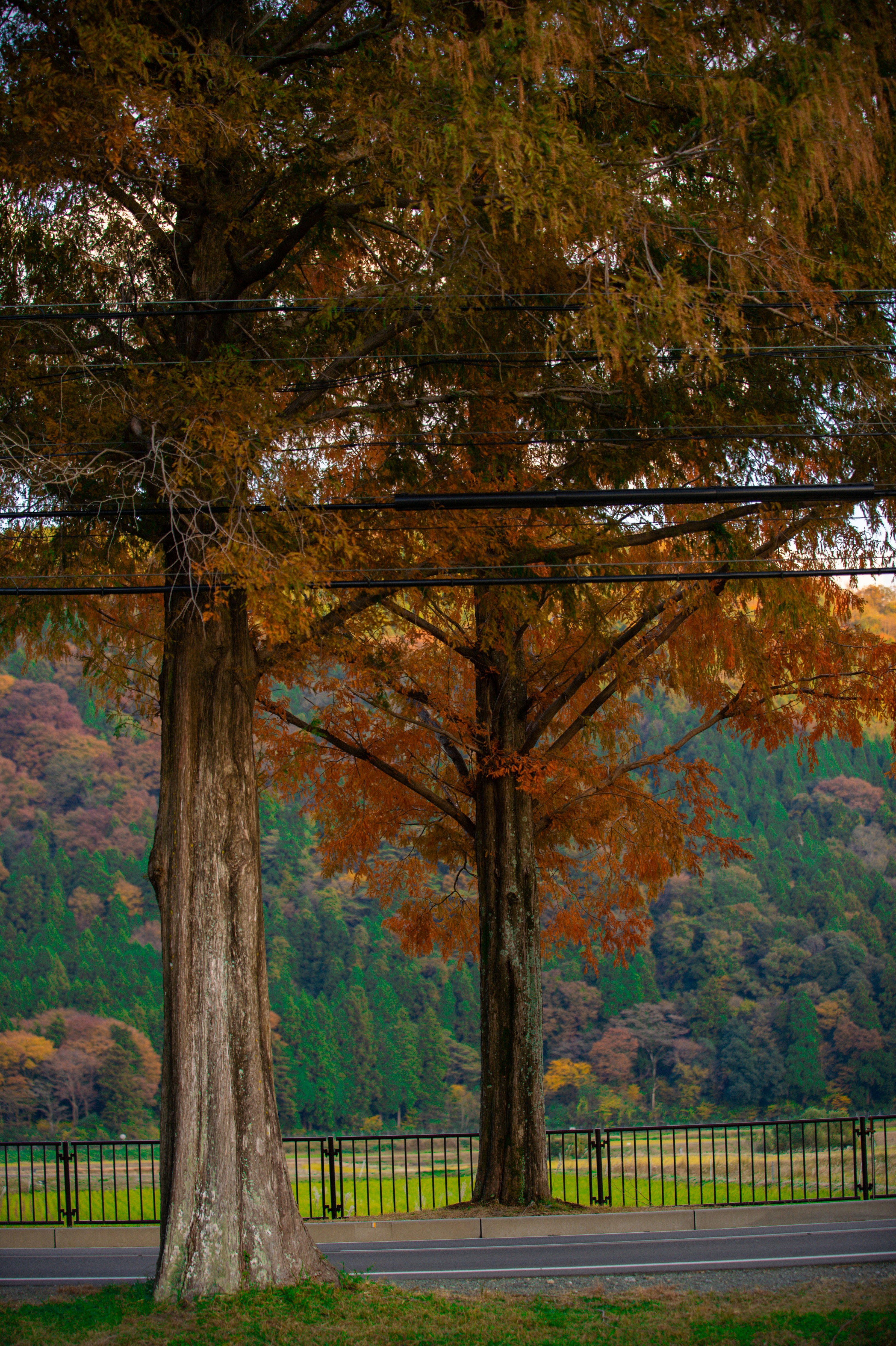Autumn Trunks by the Road: A Quiet Geometry of Color