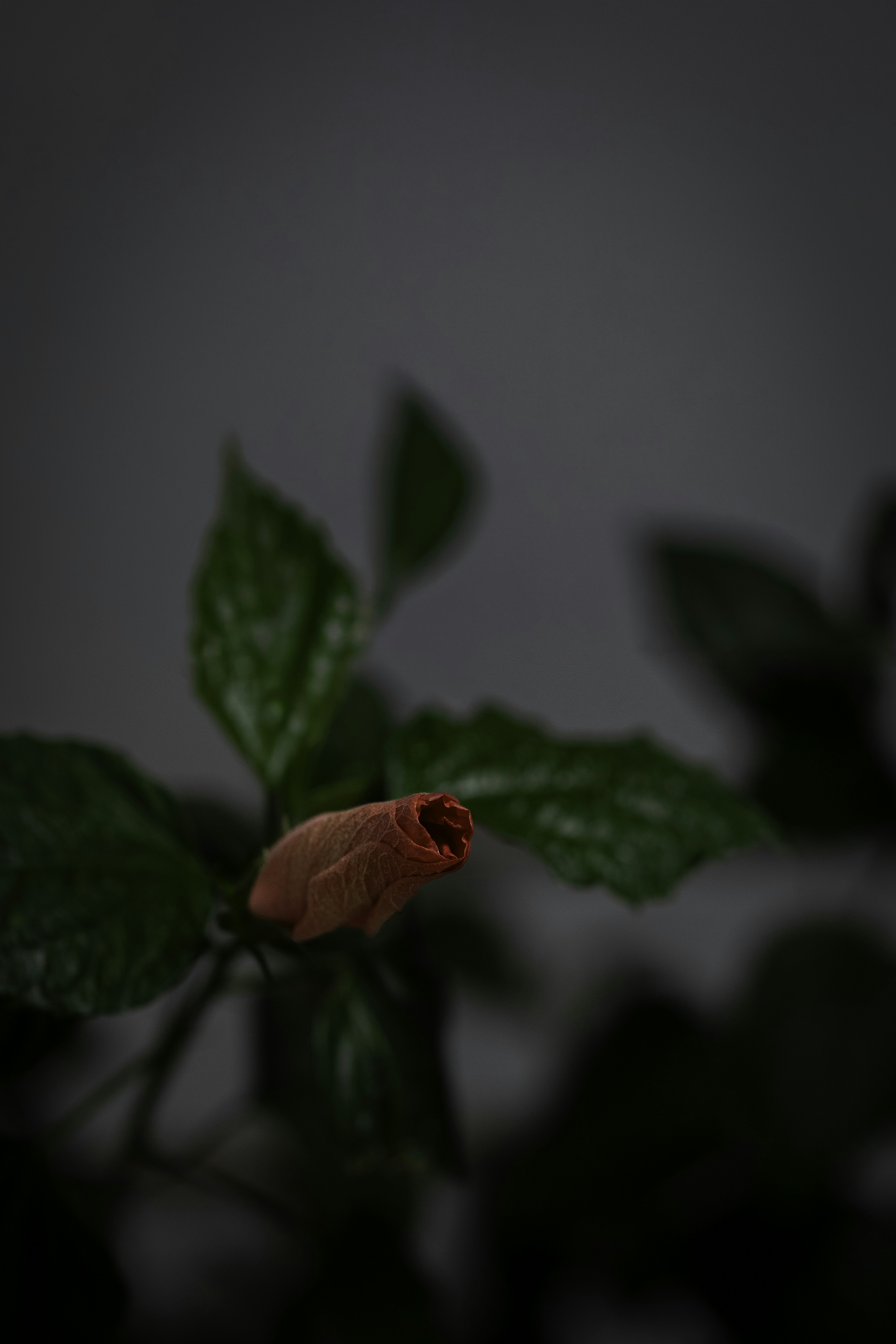 Photo by Kano Takahashi with Canon EOS 5D Mark IV