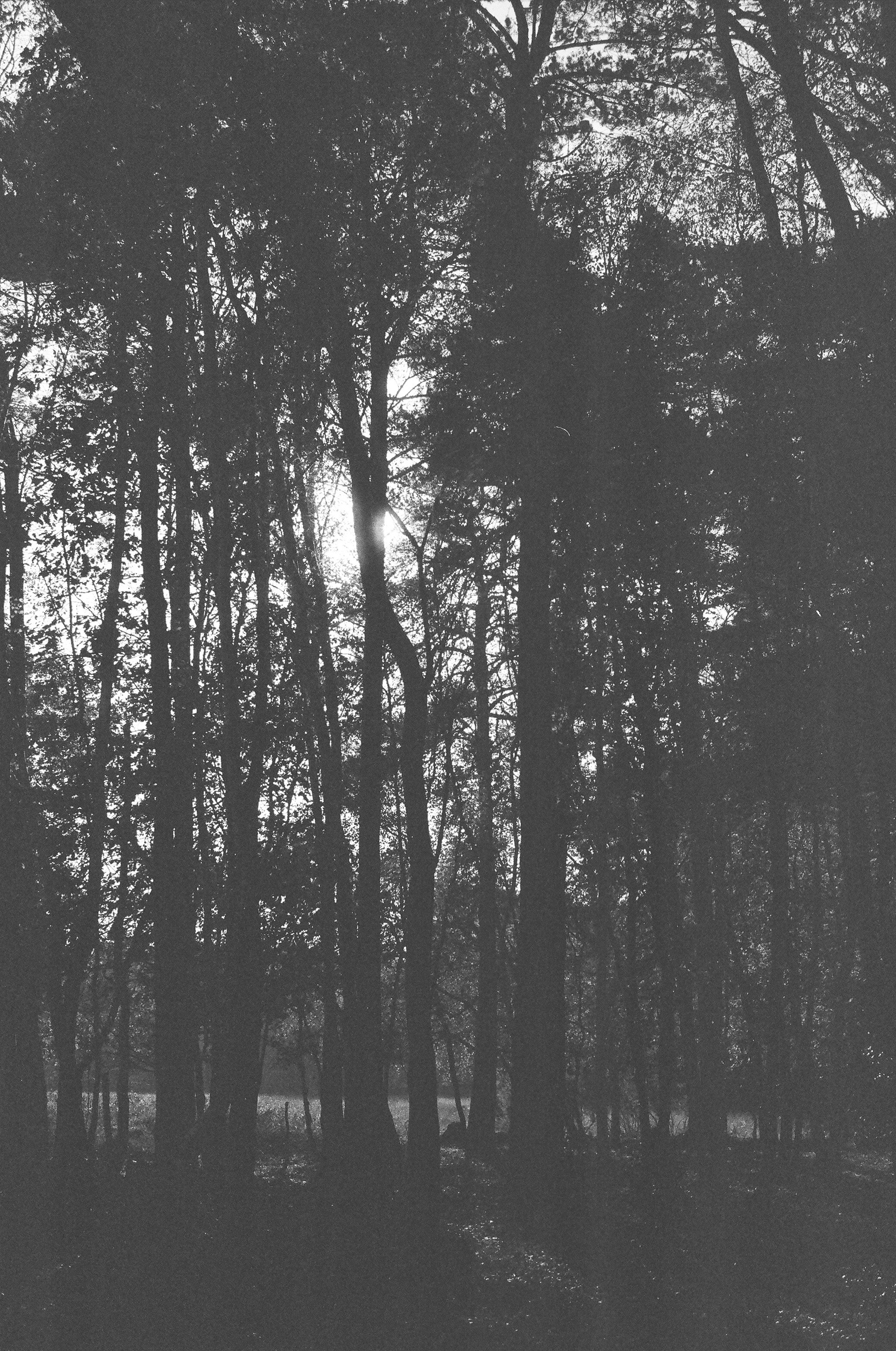 Sunlight filtering through tall trees in a forest. photo – Free Forest ...