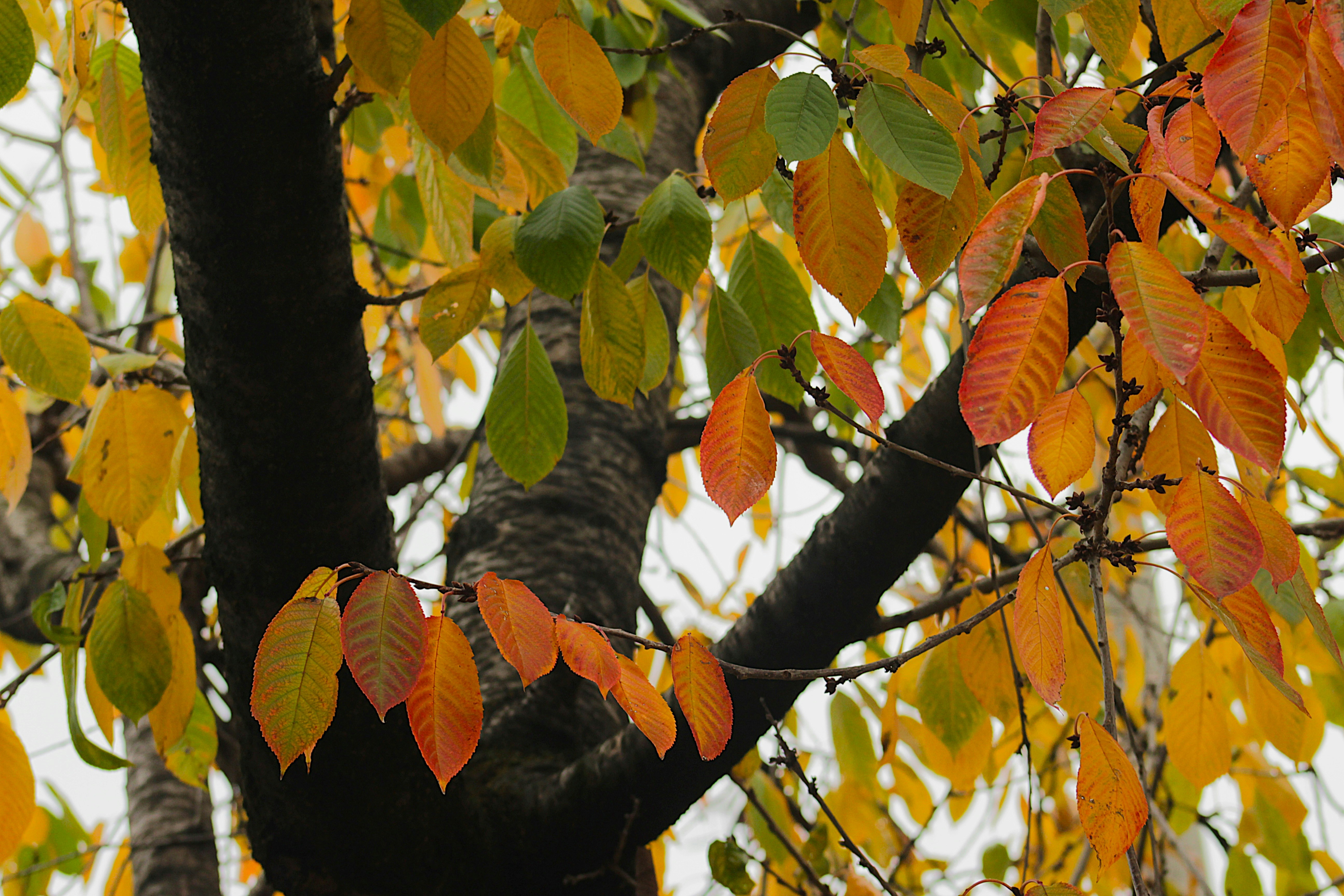 Photo by Francesca Piva with Canon EOS 1300D