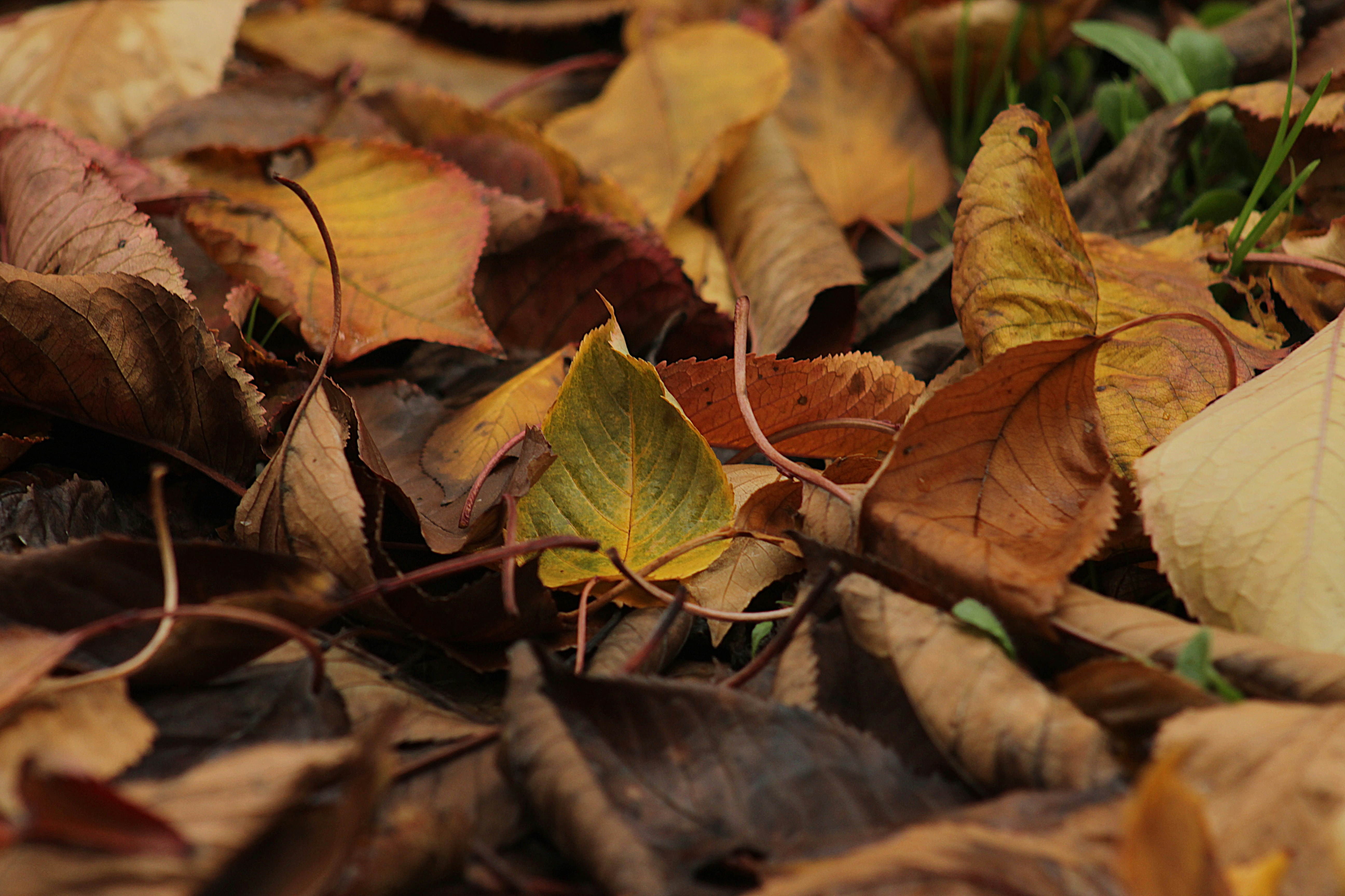 Photo by Francesca Piva with Canon EOS 1300D