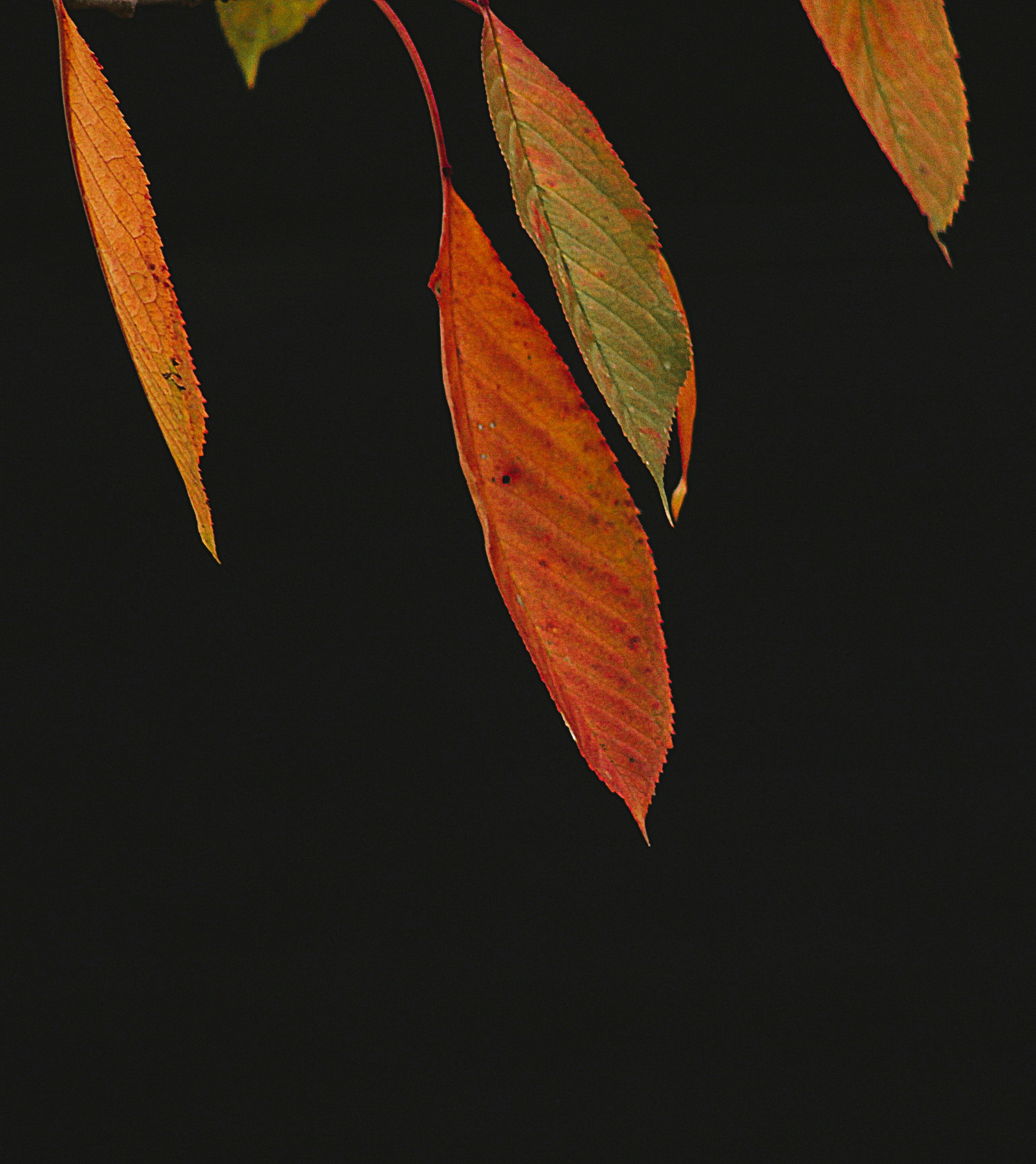 Photo by Francesca Piva with Canon EOS 1300D