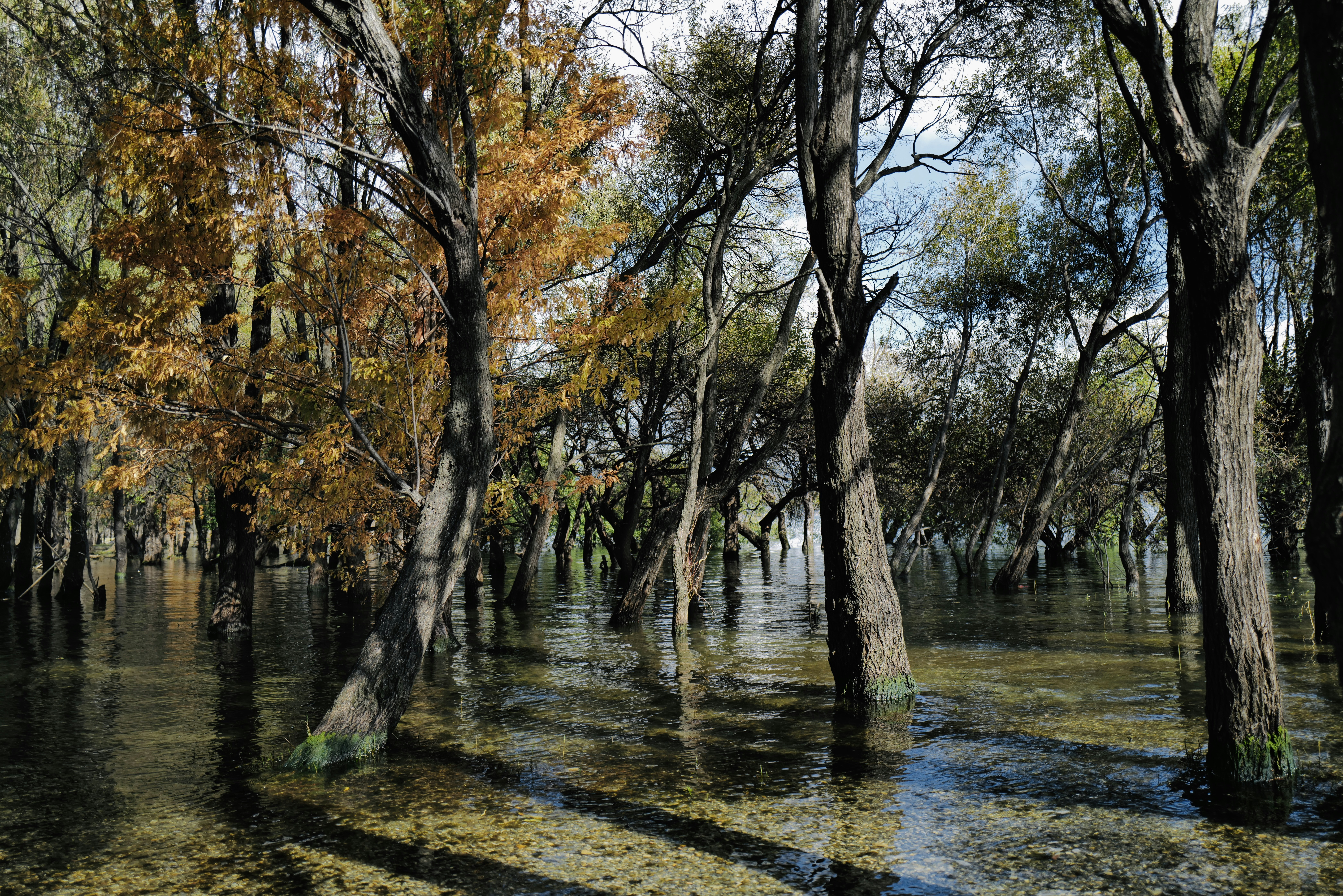 Autumn Floodplain: Reflections Among Submerged Pines