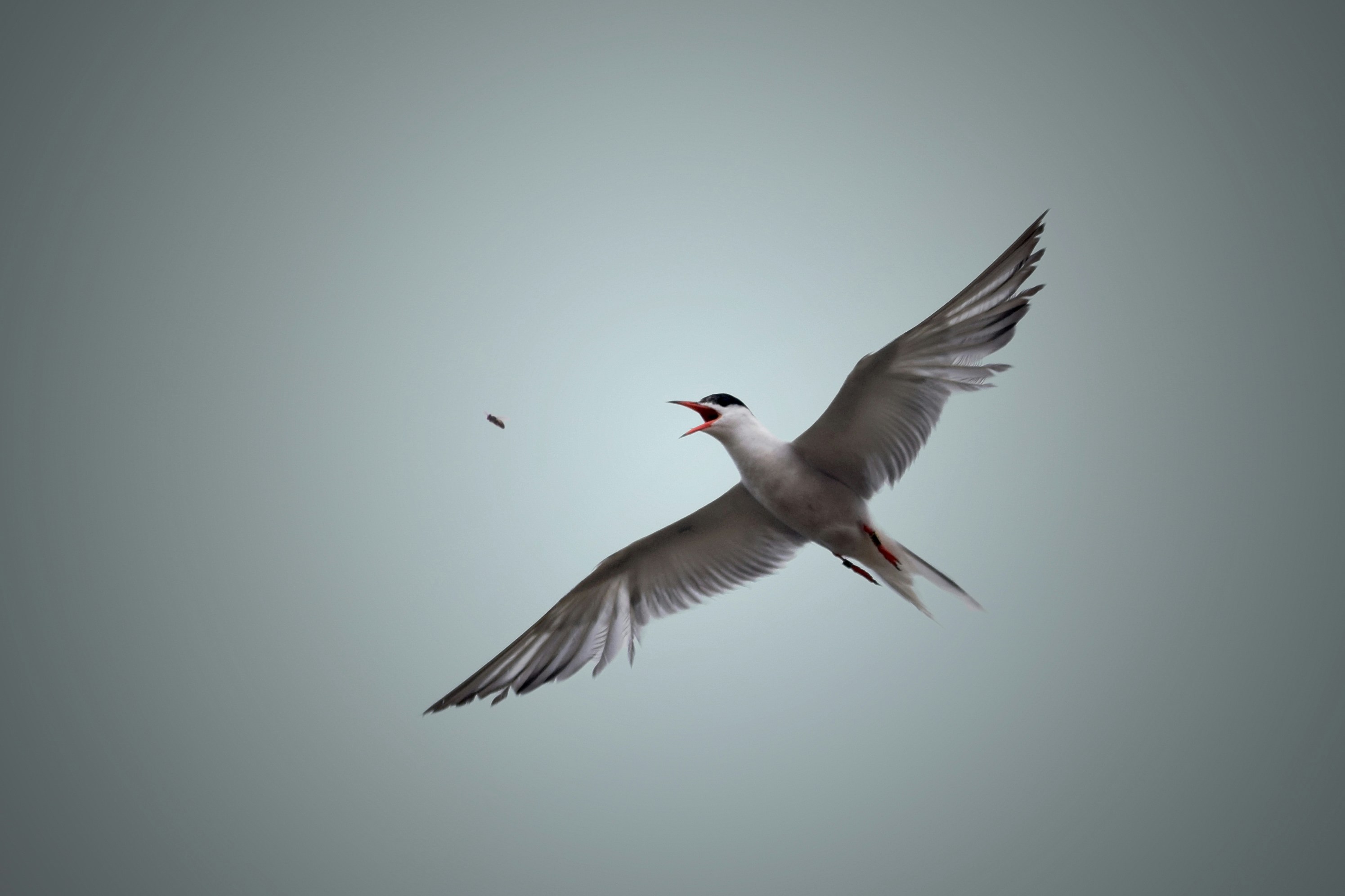 Wingbeat Pursuit: A Tern's Open-Beak Chase Across a Pale Sky