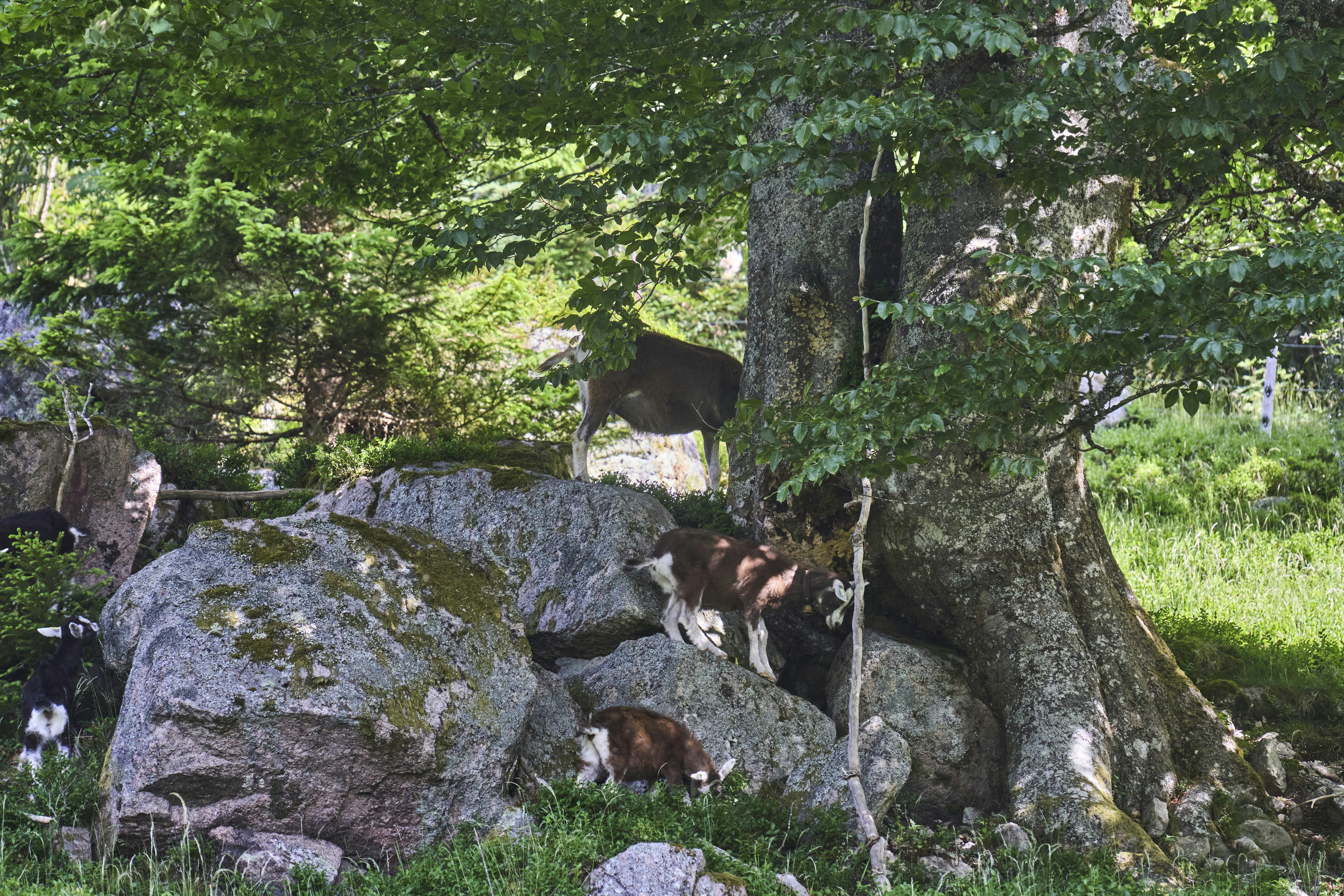 Dappled Light and Mossy Stones: A Deer Pauses in the Forest