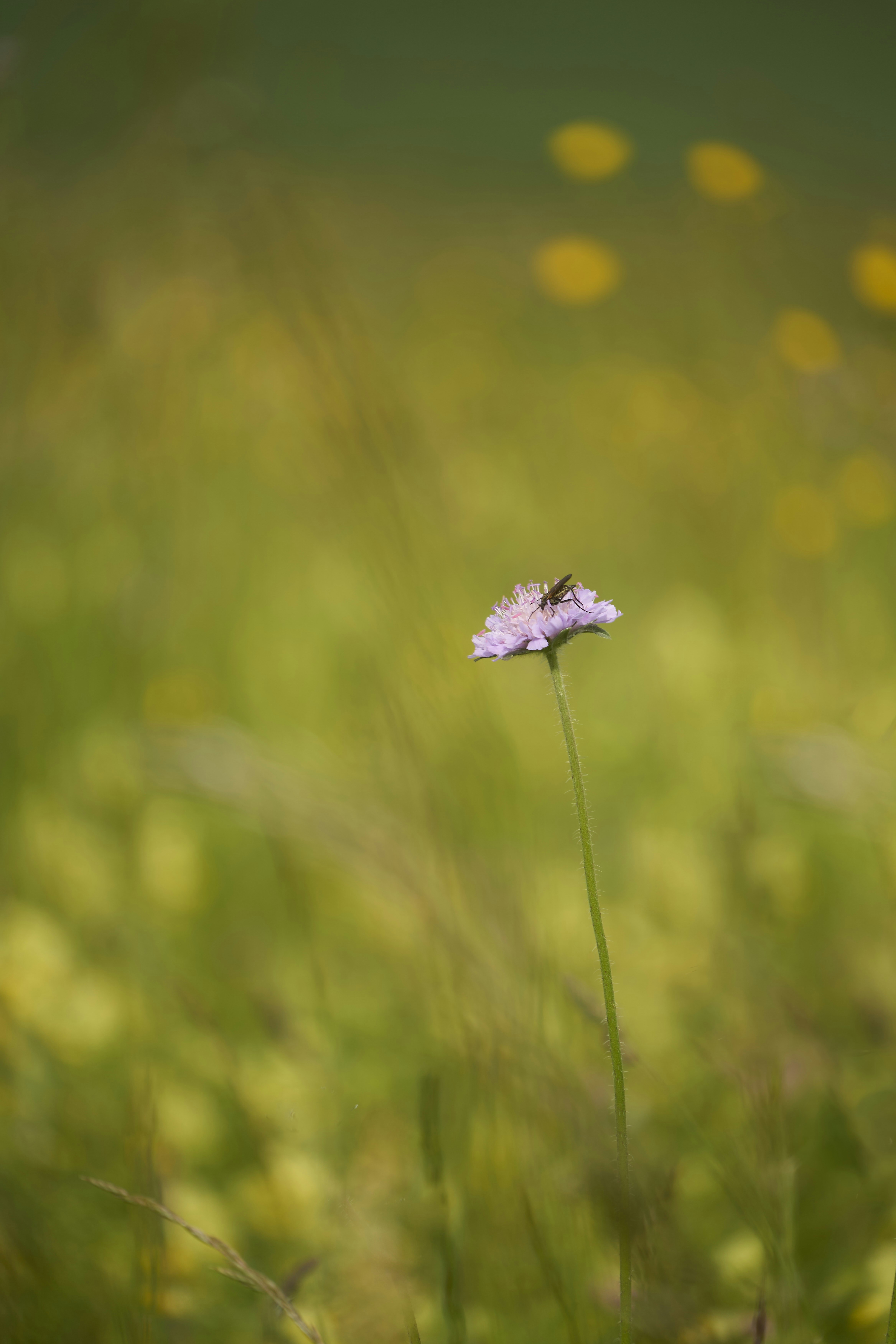 Photo by Wolfgang Hasselmann with Sony Alpha 7 IV