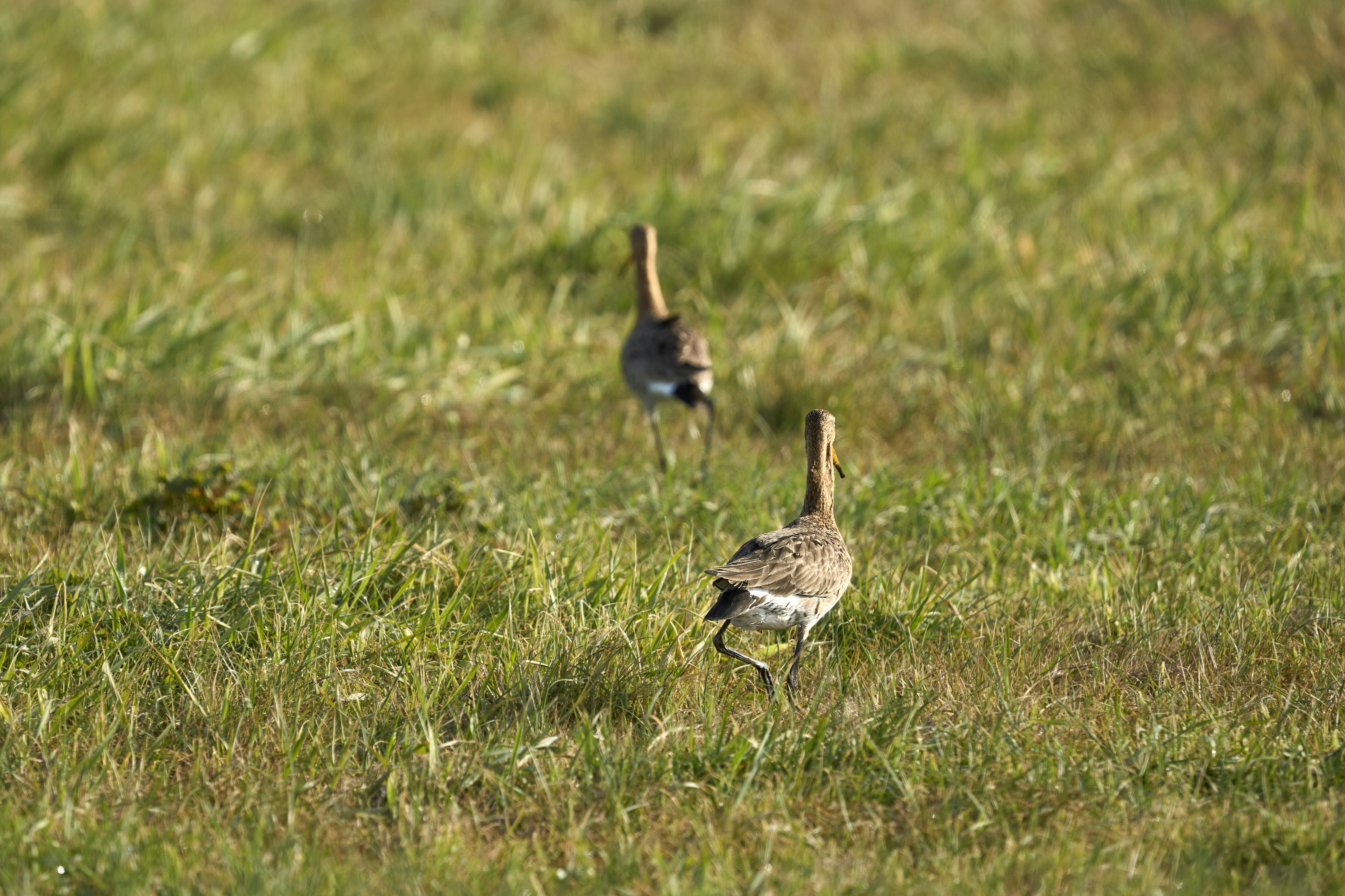 Photo by Wolfgang Hasselmann with Sony Alpha 7 IV