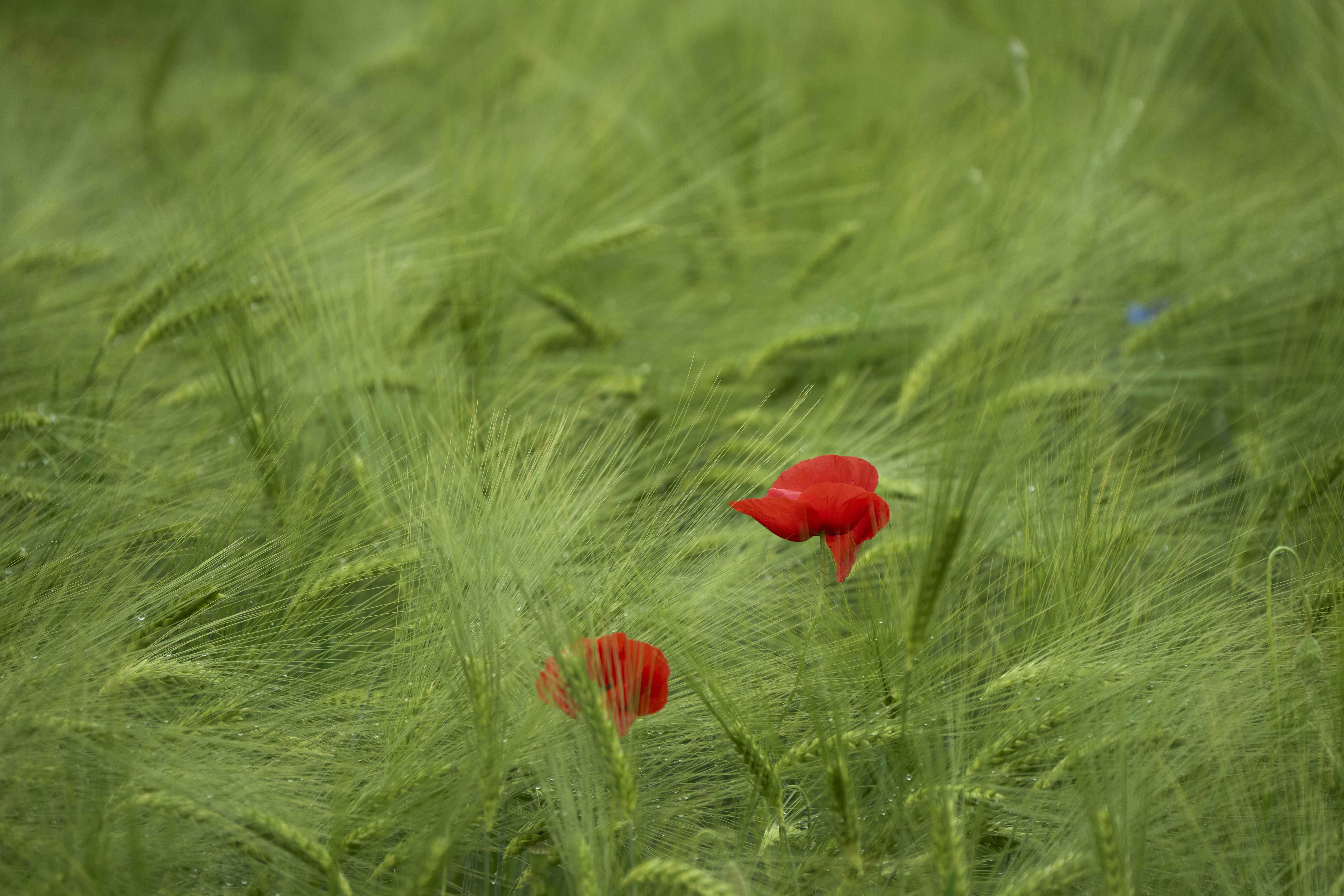 Photo by Wolfgang Hasselmann with Sony Alpha 7 IV