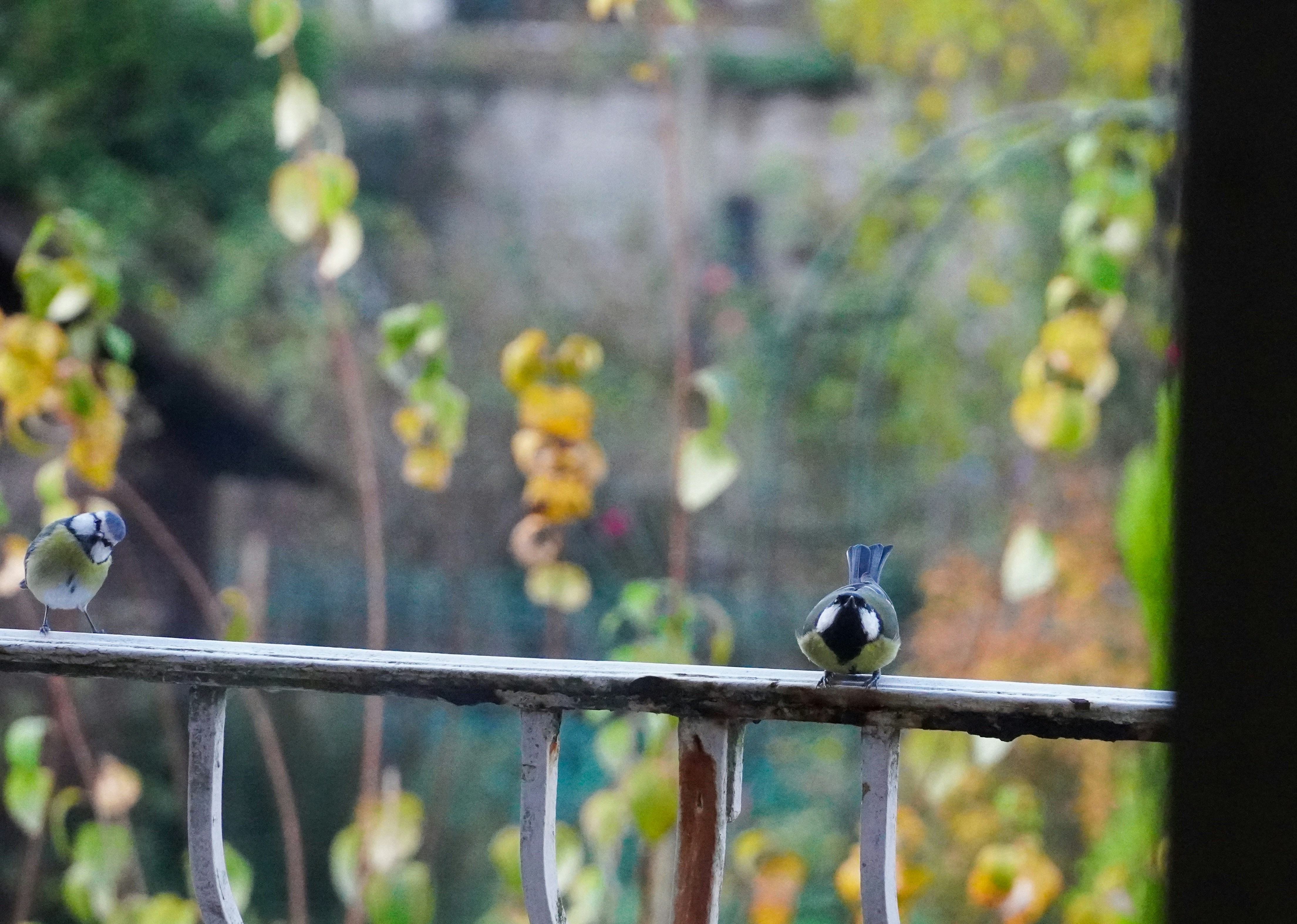 Autumn Rendezvous: Two Blue Tits Perched on a Weathered Railing