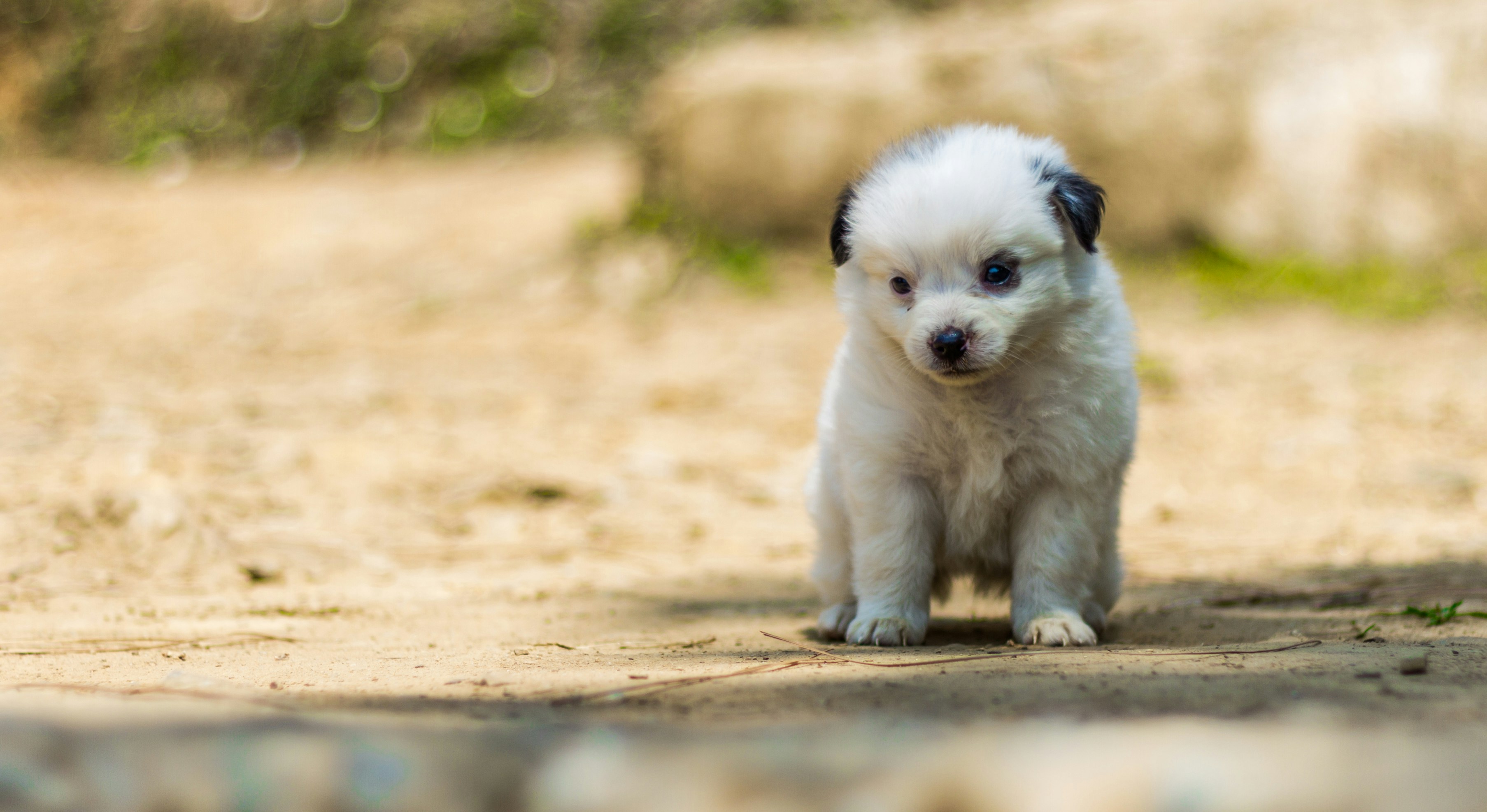 Sunlit Paws: A Tiny Puppy Finds Focus on the Path