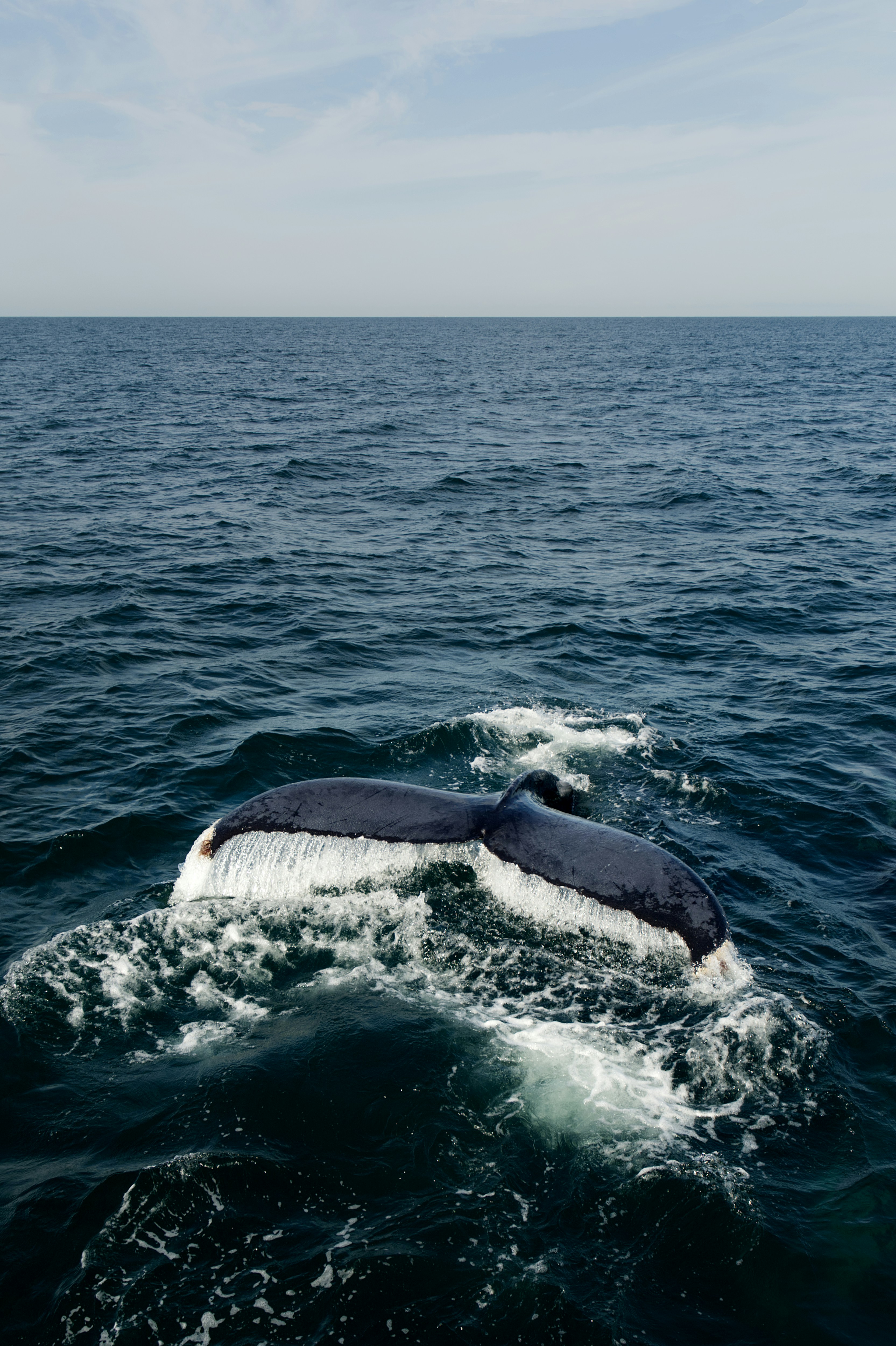 Whale Tail Breaks the Surface Over a Quiet Blue Ocean