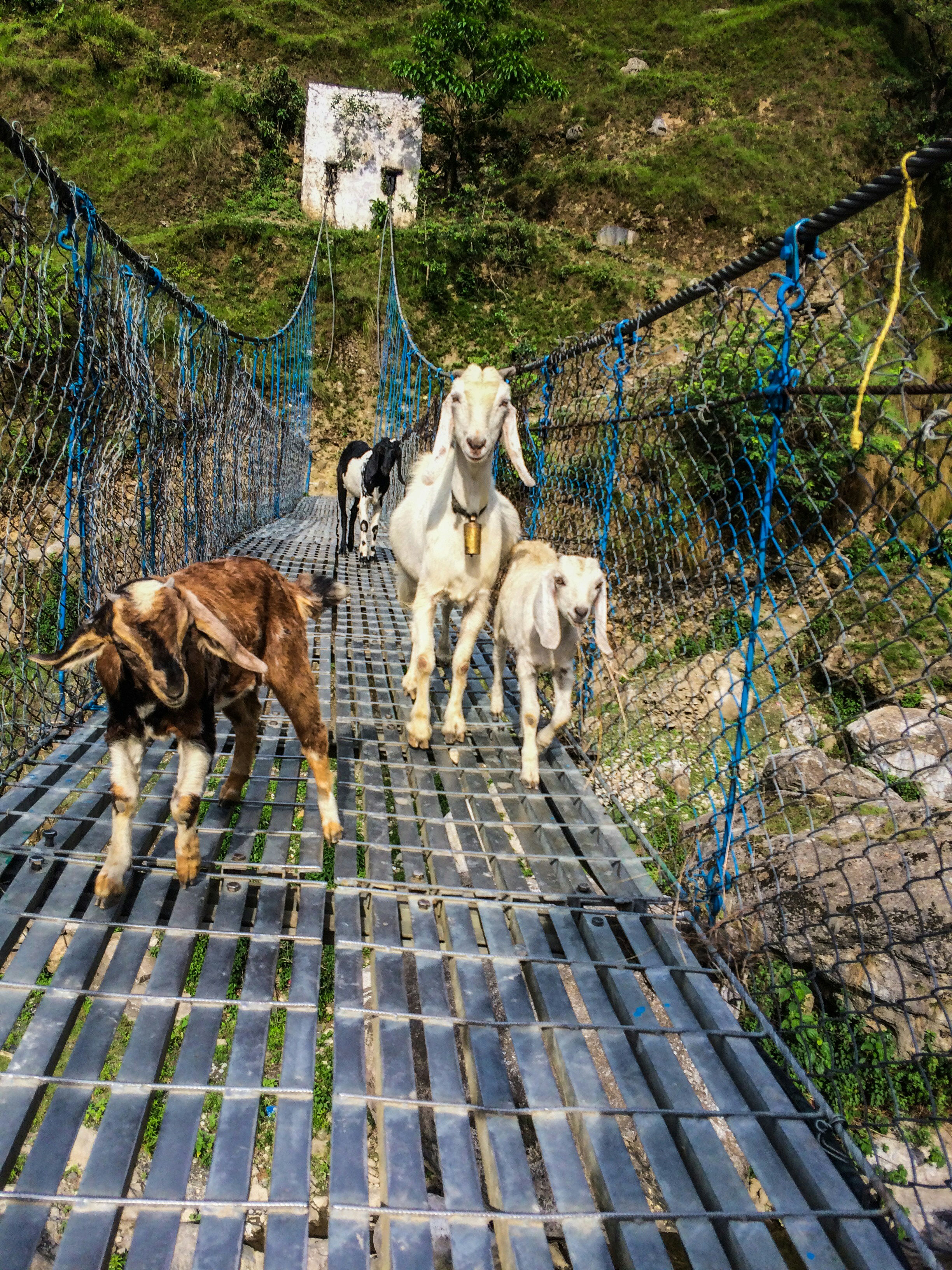 Goats On a Narrow Suspension Bridge Over a Mountain Gorge