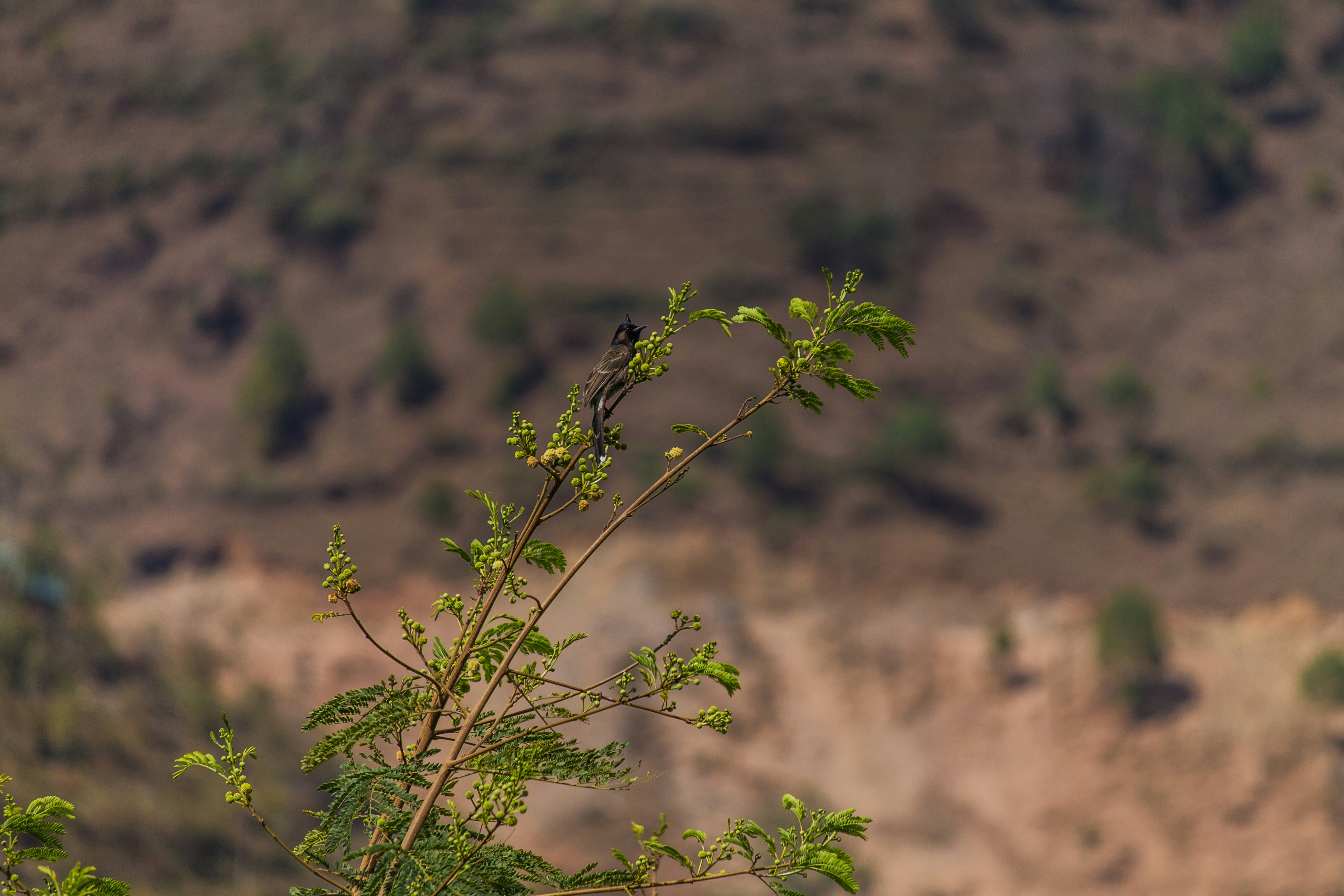 Verdant Sprout Ascends Over a Distant Arid Ridge