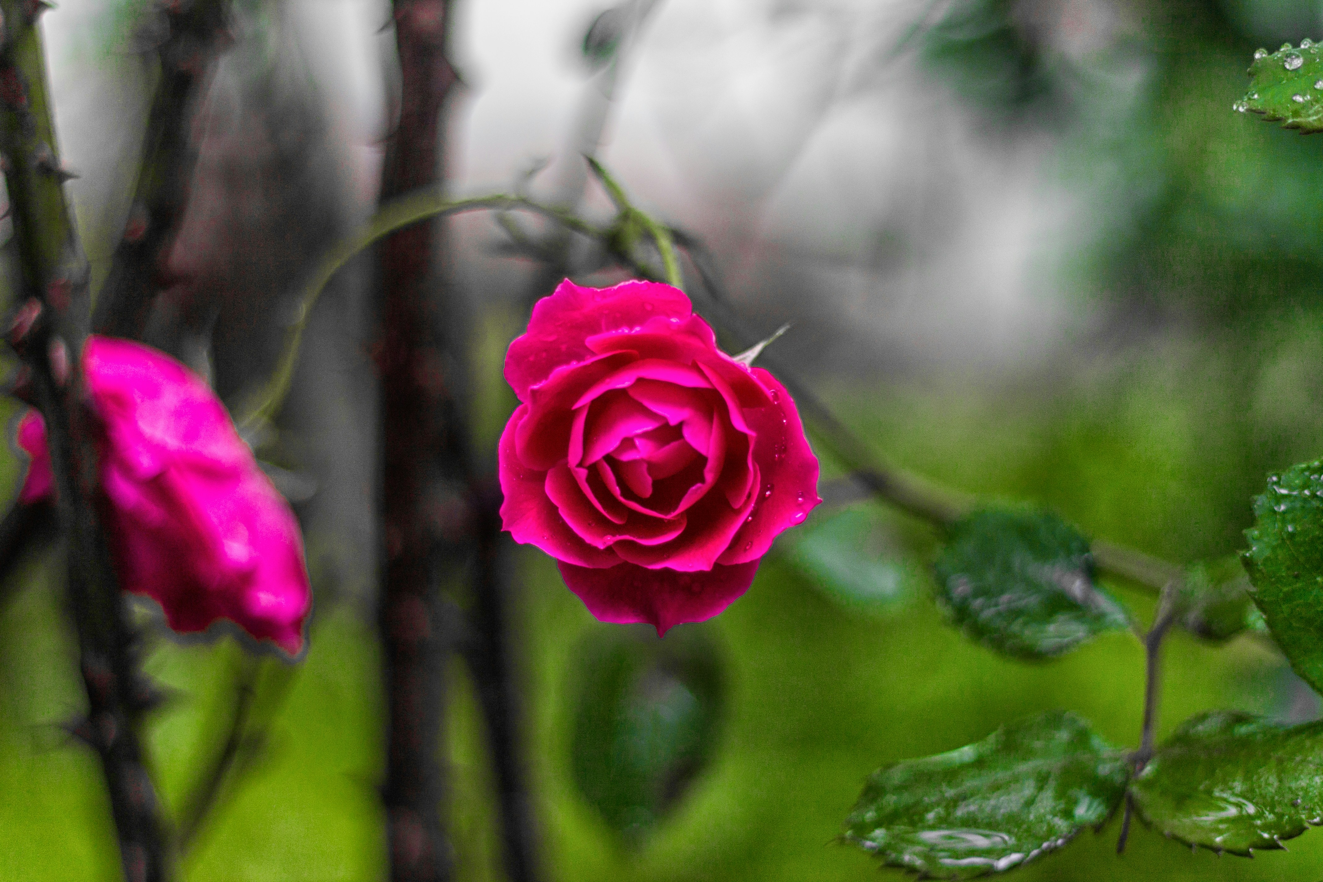 Rose Flower Blooming at Darchula Far Western Nepal