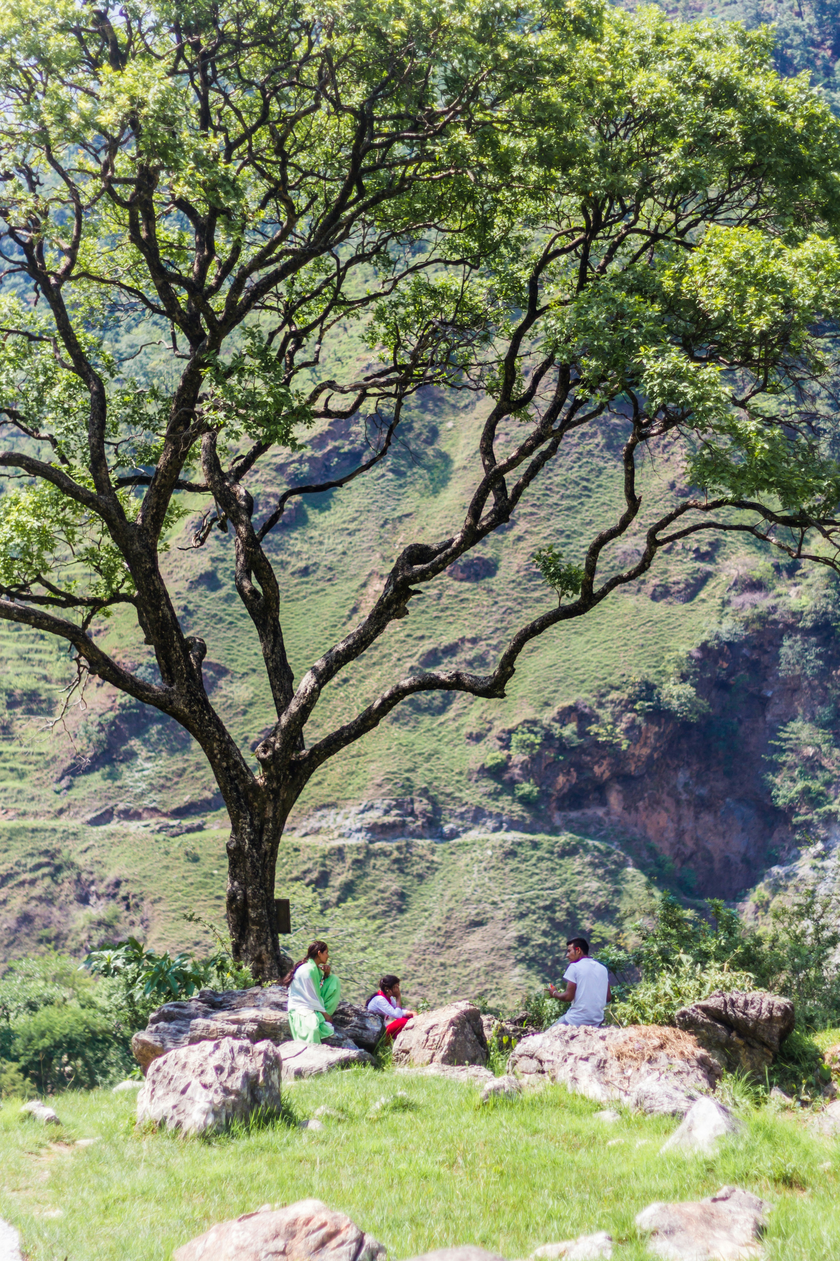 Tree of Companions Beneath a Terraced Hill