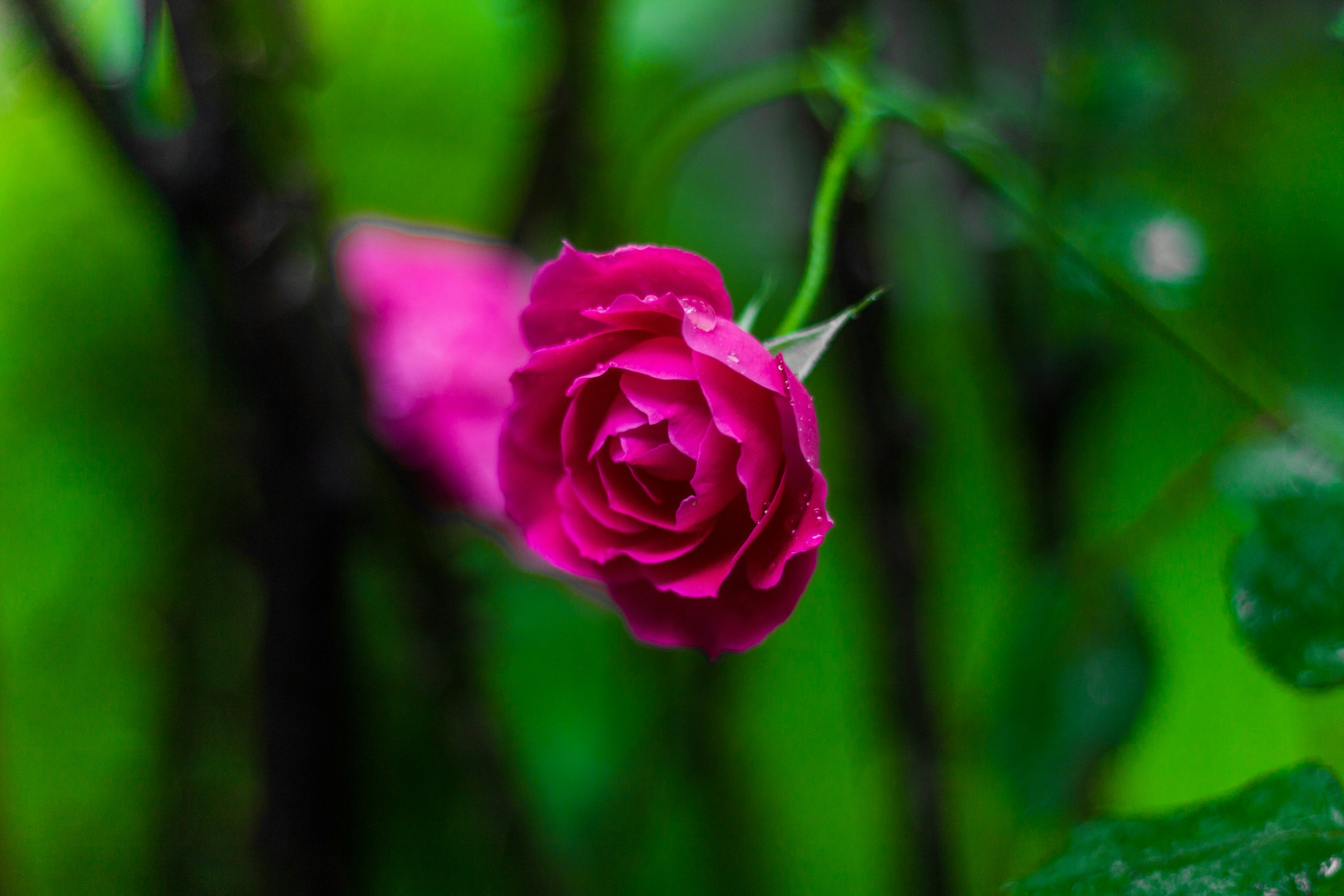 Rose Flower Blooming at Darchula Far Western Nepal