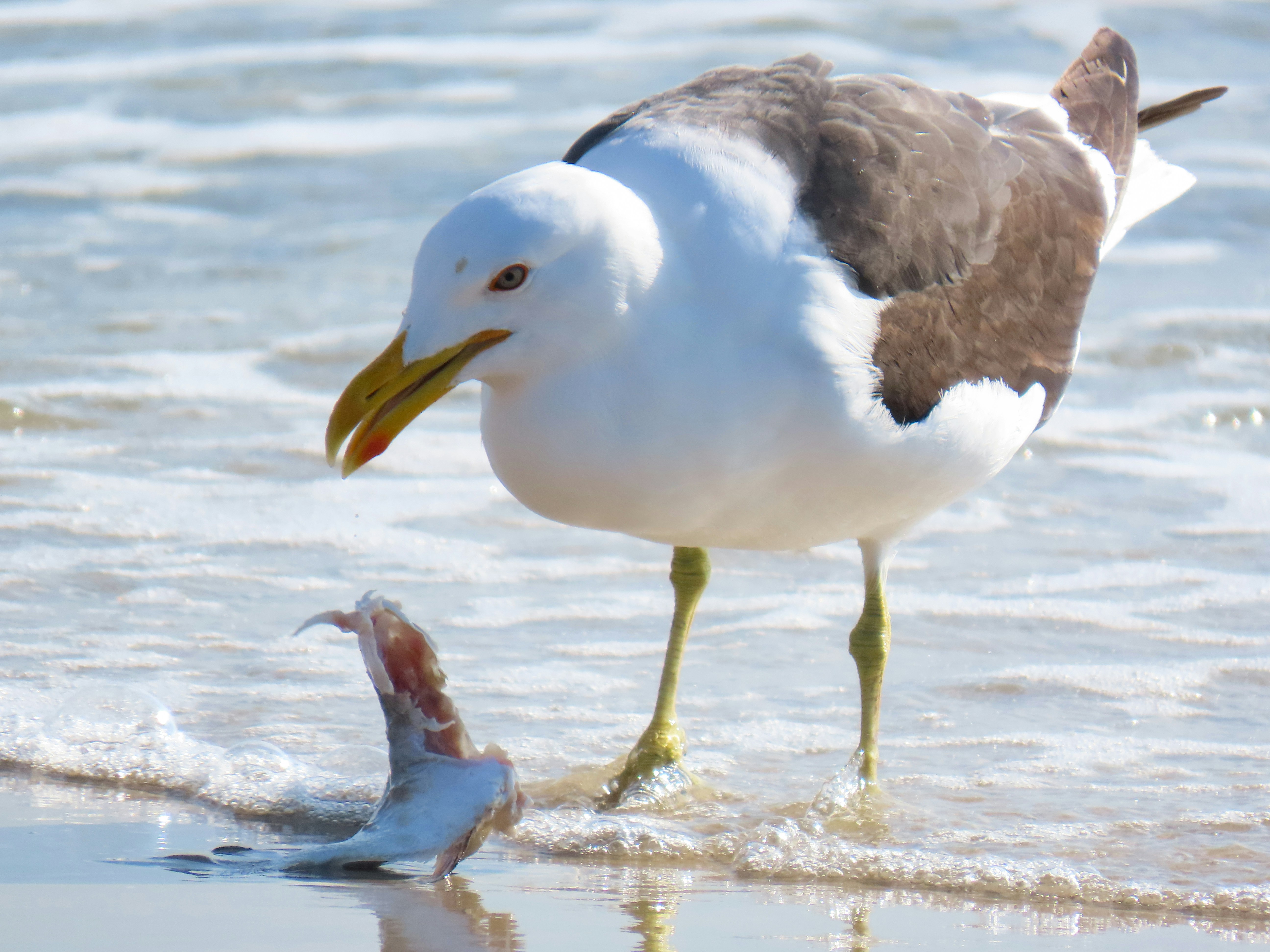Gaivotão/Kelp Gull (Larus dominicanus)