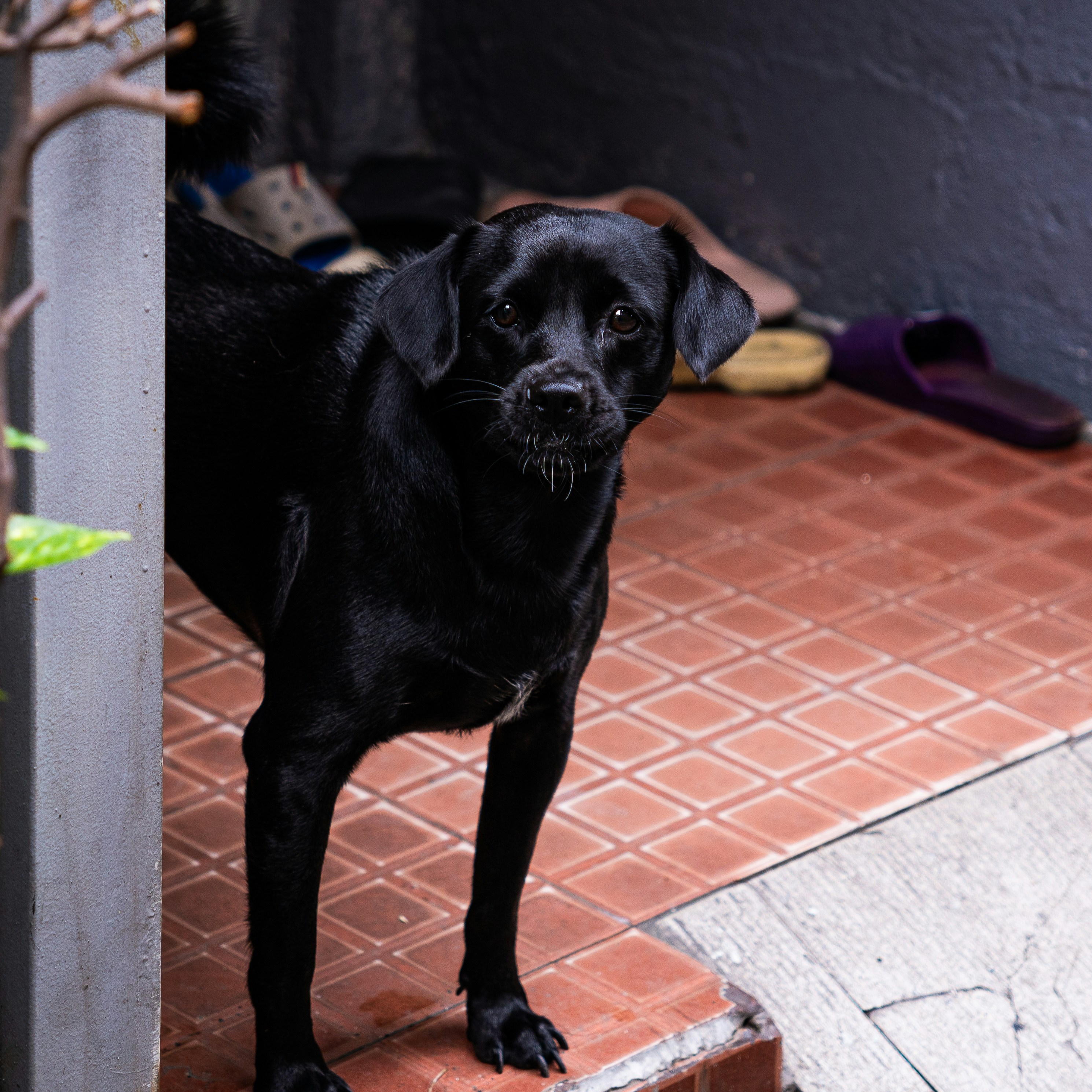 Porch Vigil: A Black Hound Among Tiles and Slippers