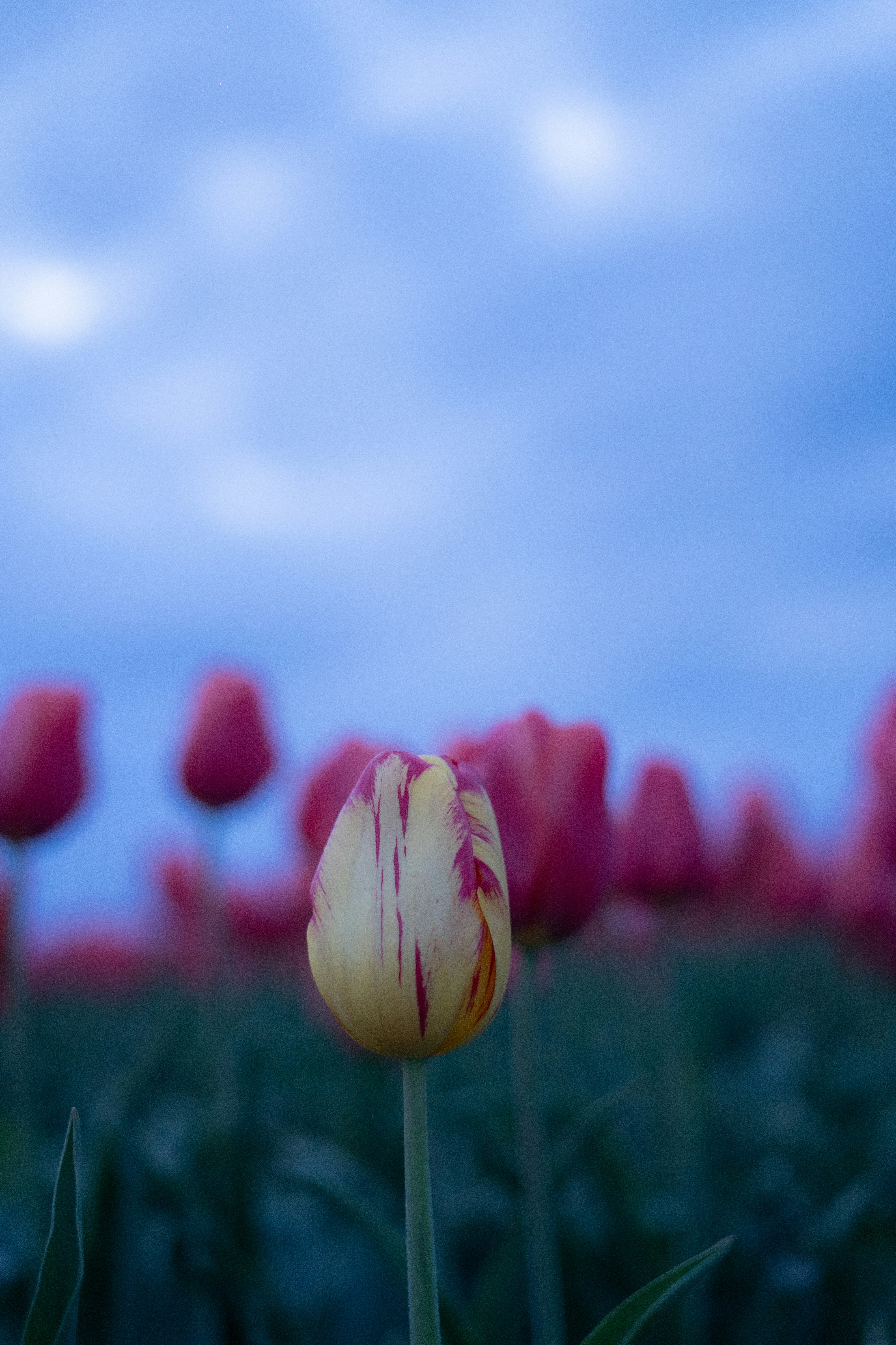Cream Tulip with Crimson Veins Rising From a Sea of Red Blooms Under a Blue Sky
