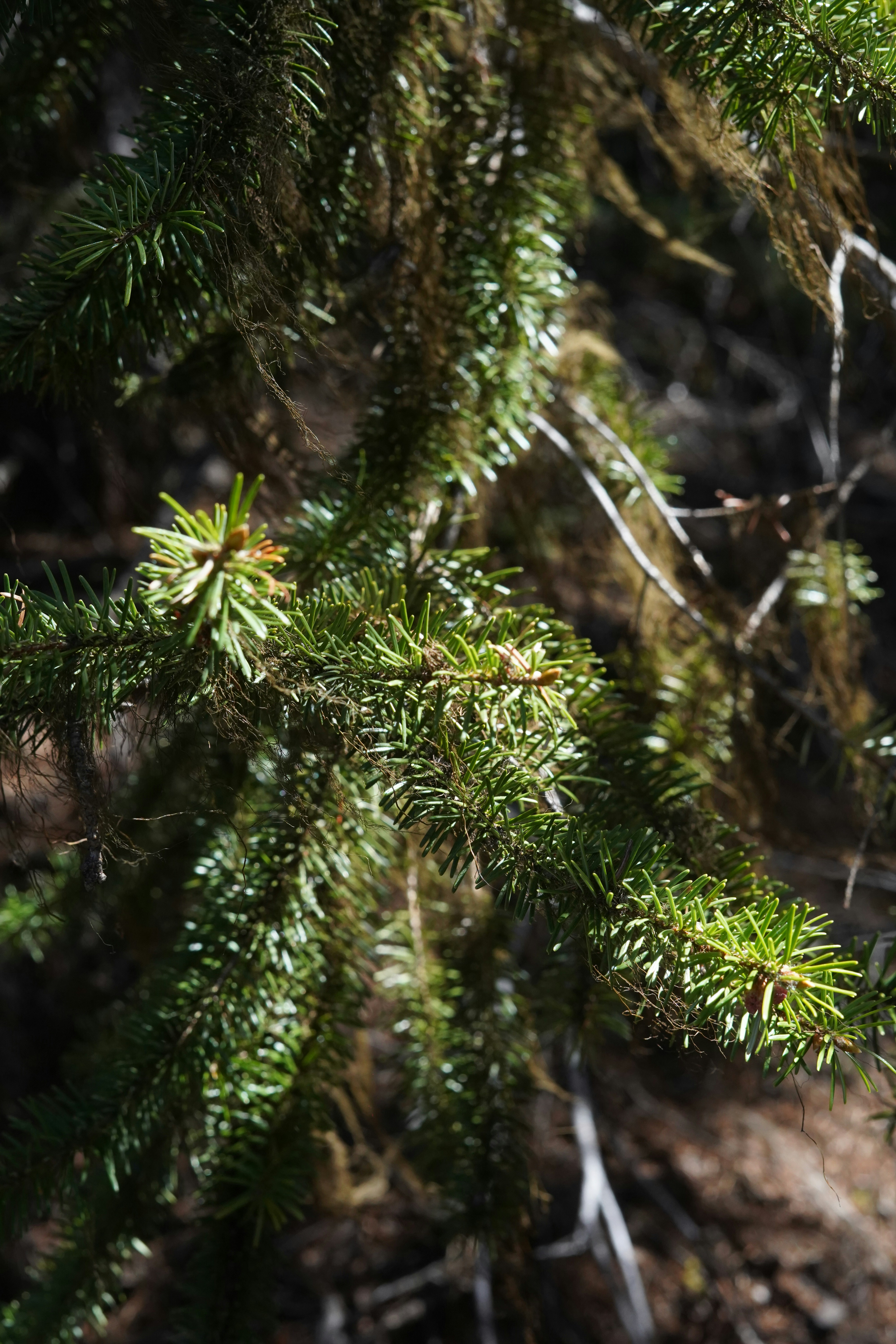 Photo by Alexa M with Sony Alpha 7 III