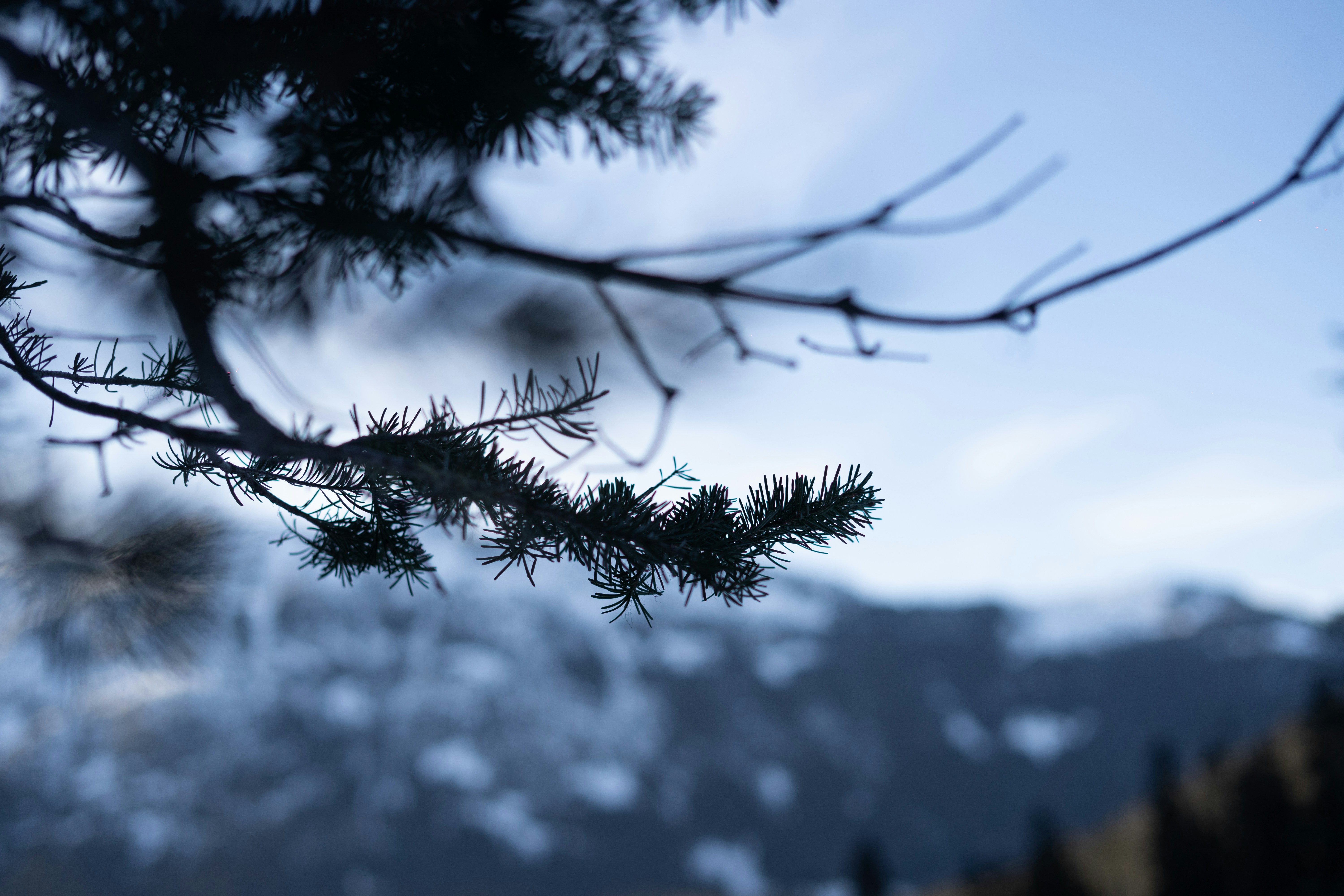 Pine Needle Fringe: Winter’s Quiet Backdrop over Snowy Peaks