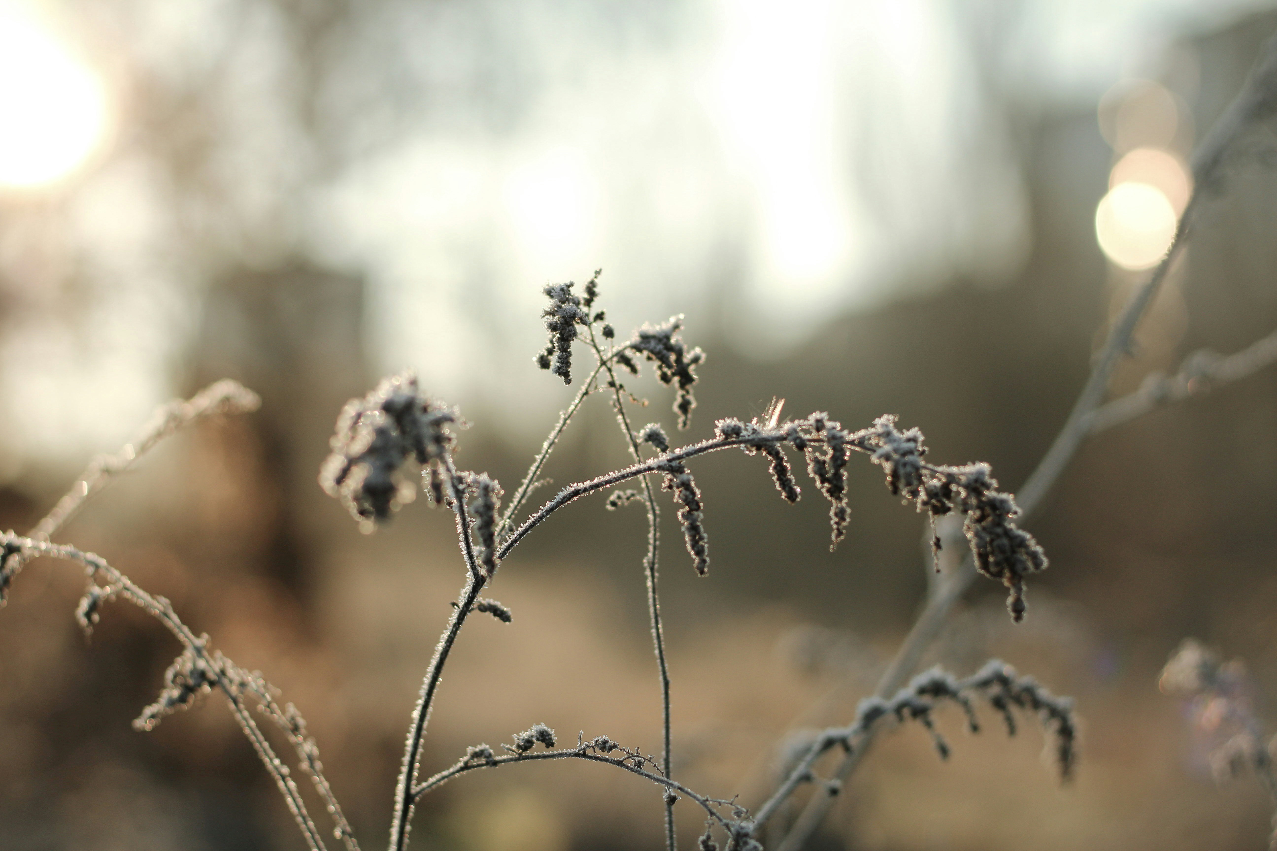 Winter nature background with frosted wild plants and warm sunlight