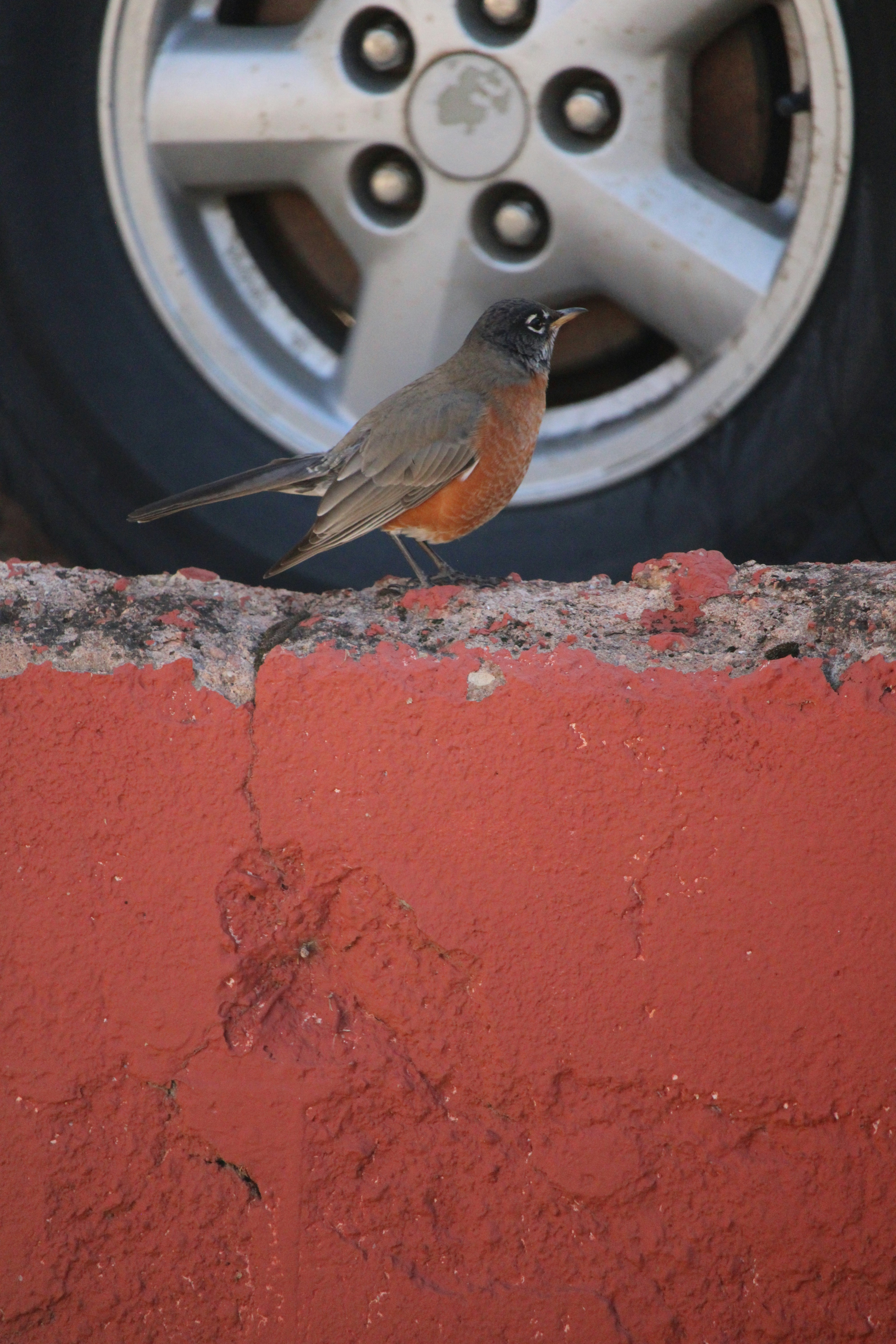 A robin stands on a ledge by a car wheel. photo – Free Animal Image on ...