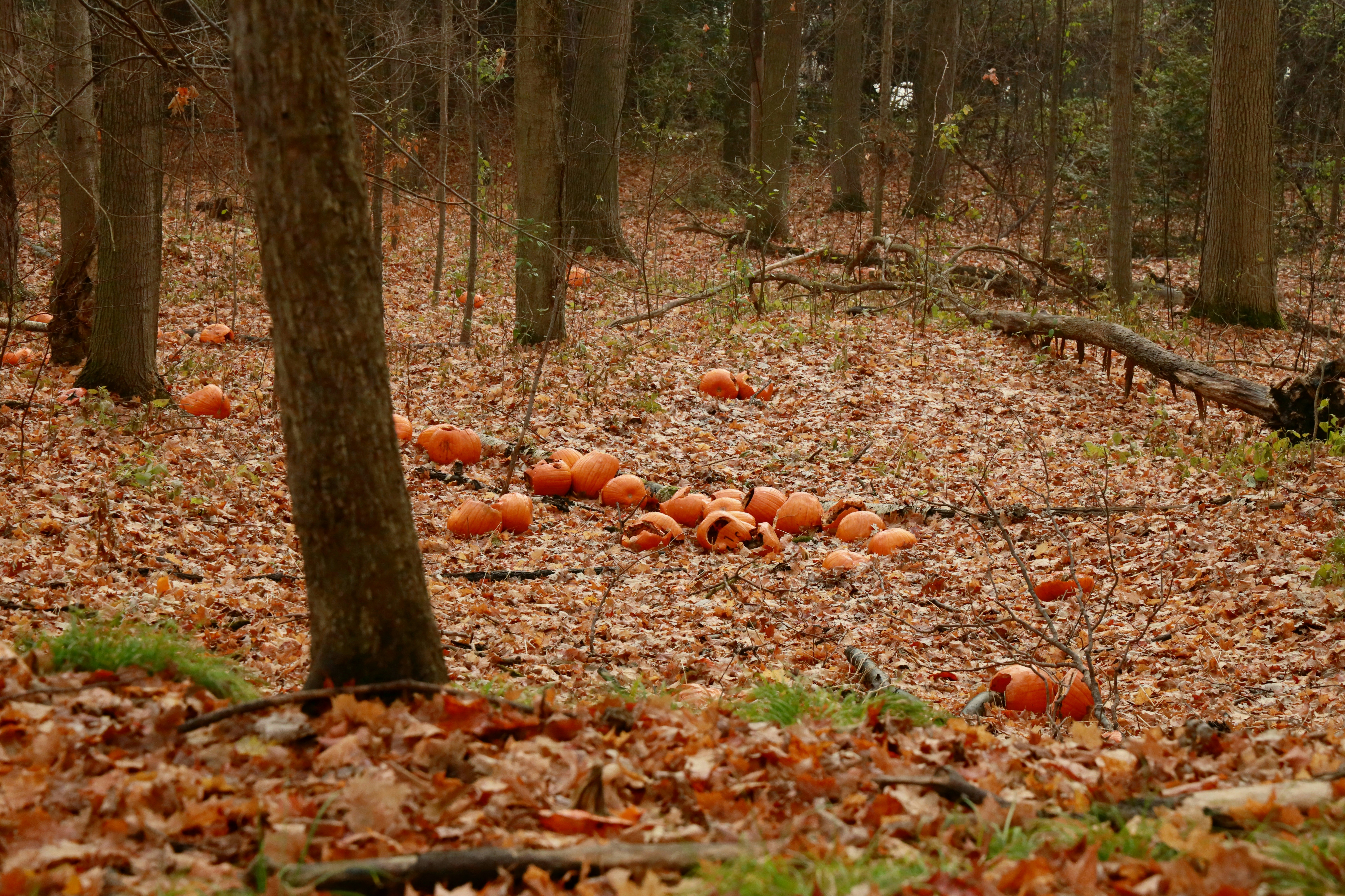 A Quiet Harvest: Pumpkins Sprawl Across a Leaf-Strewn Forest Floor