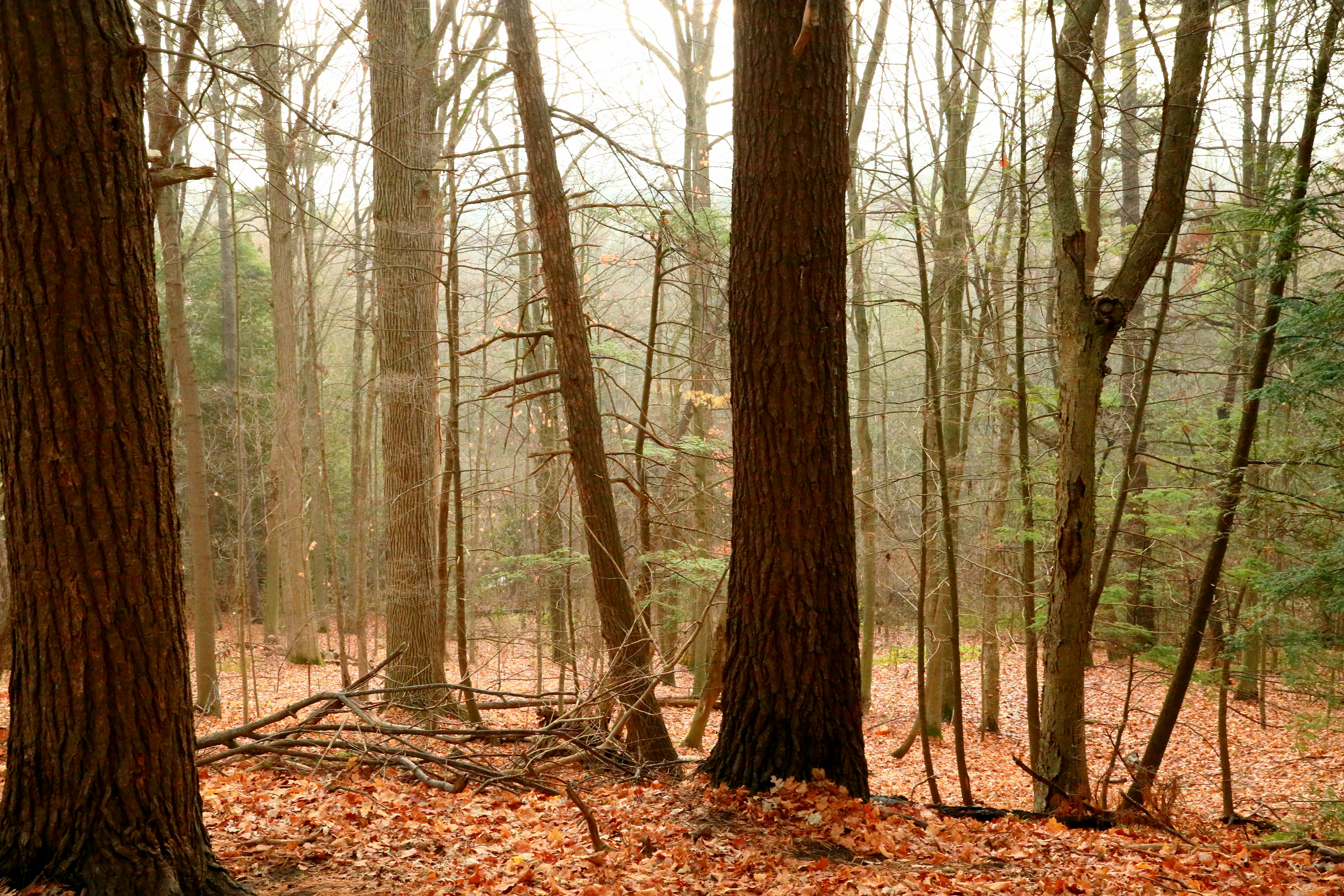 Photo by Richard Burlton with Canon EOS R