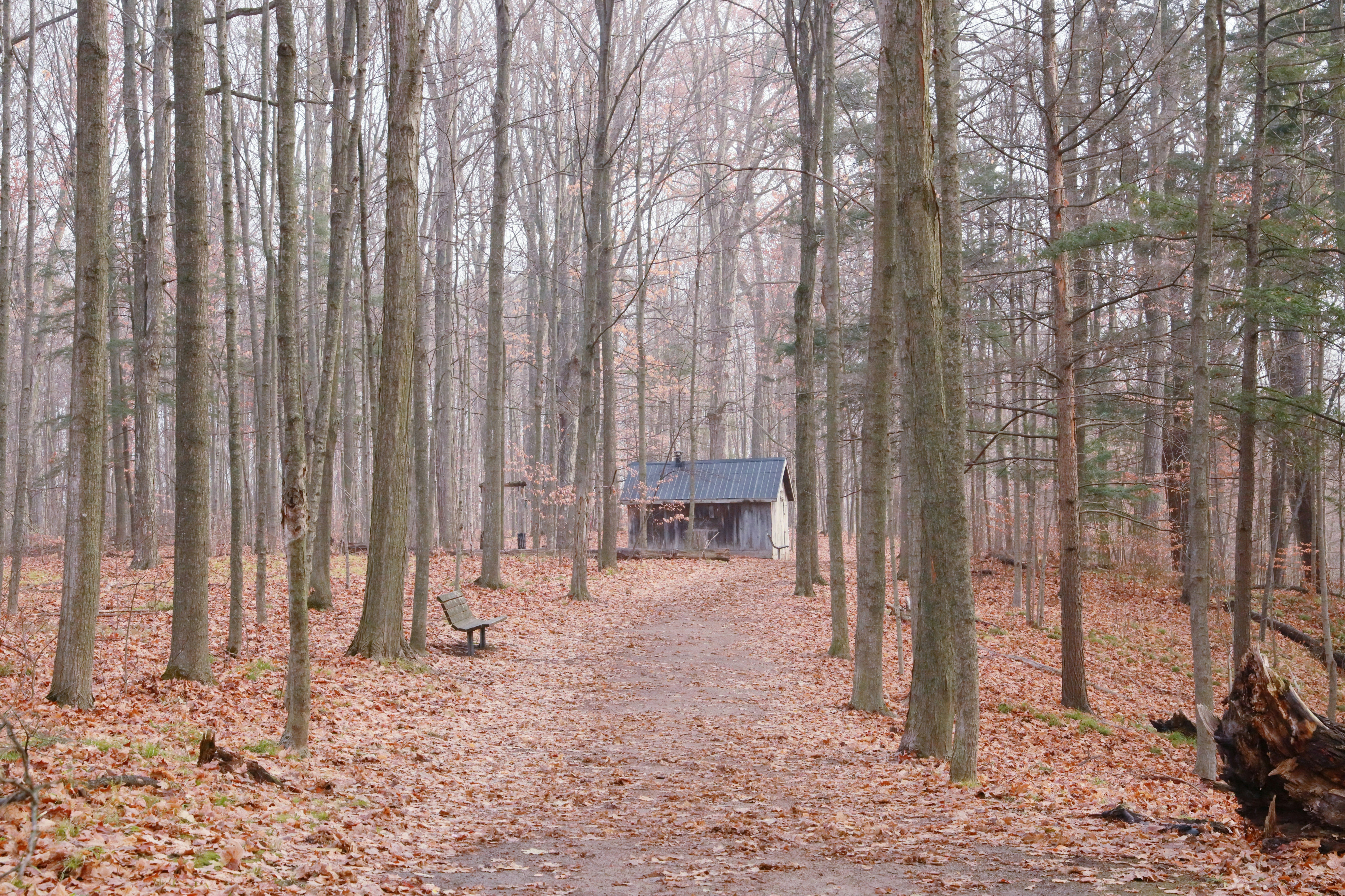 Photo by Richard Burlton with Canon EOS R