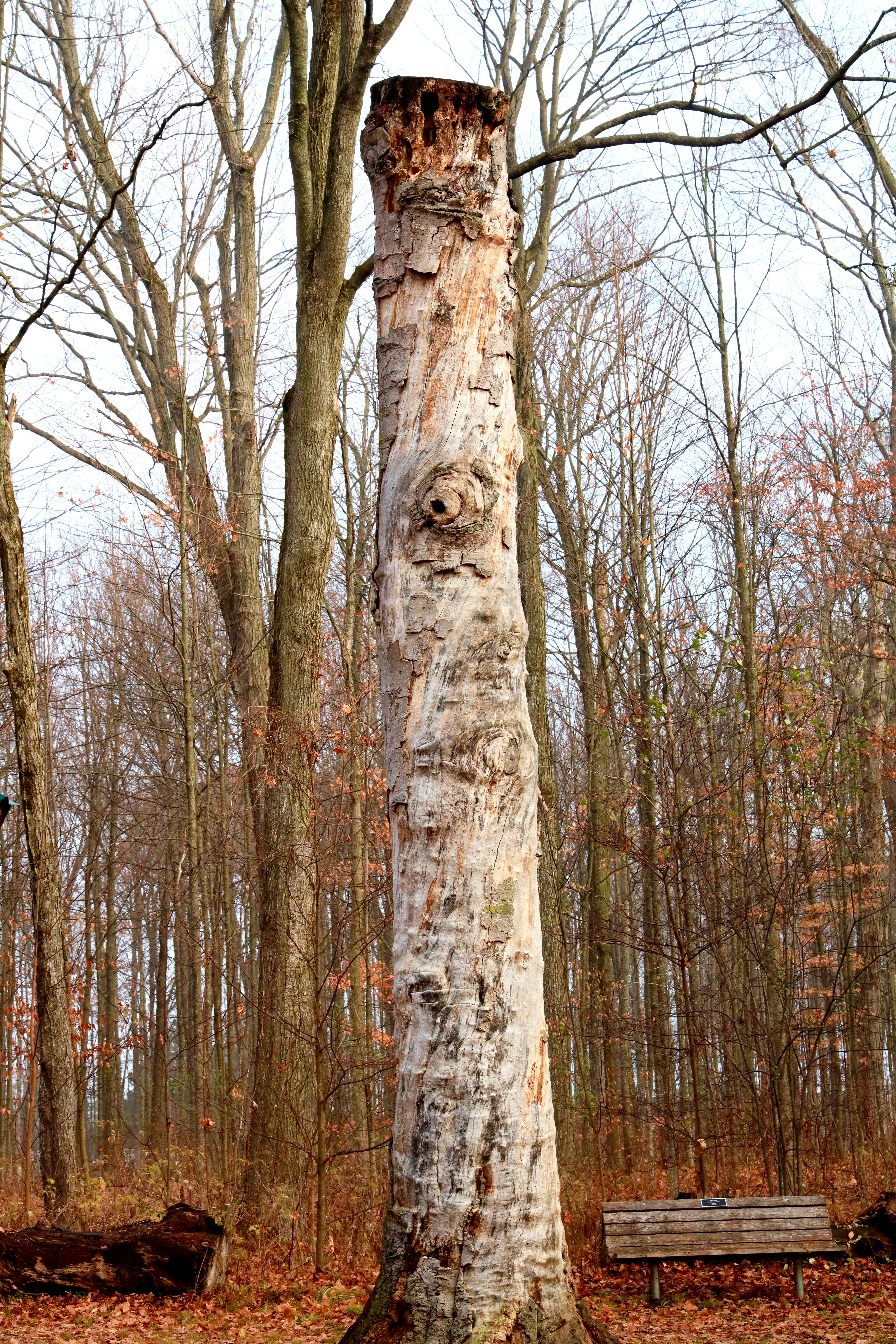 Birch Pillar at Autumn's Edge: A Quiet Clearing Moment