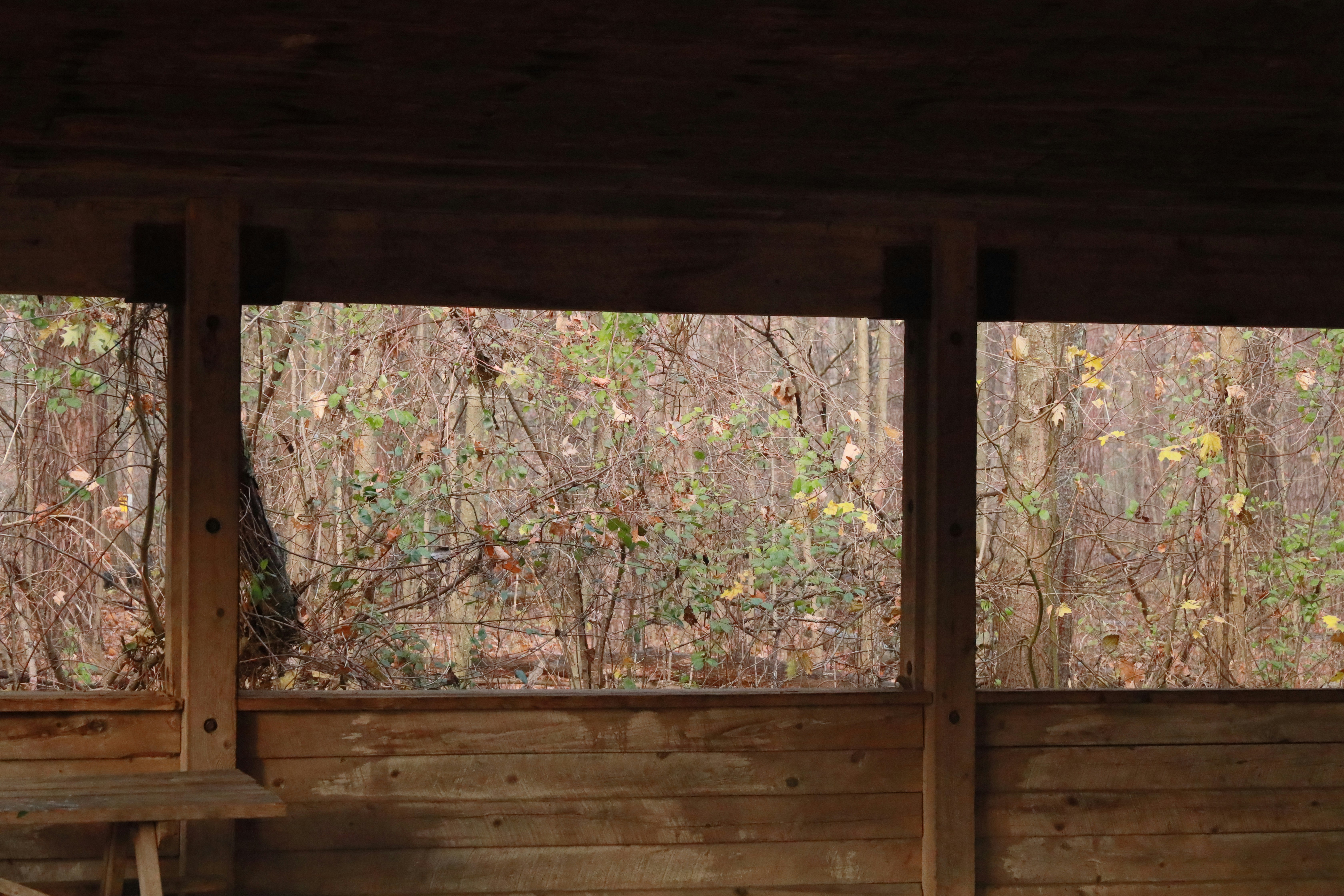 Frame Within Frame: Weathered Shelter Opening to a Sparse Autumn Forest