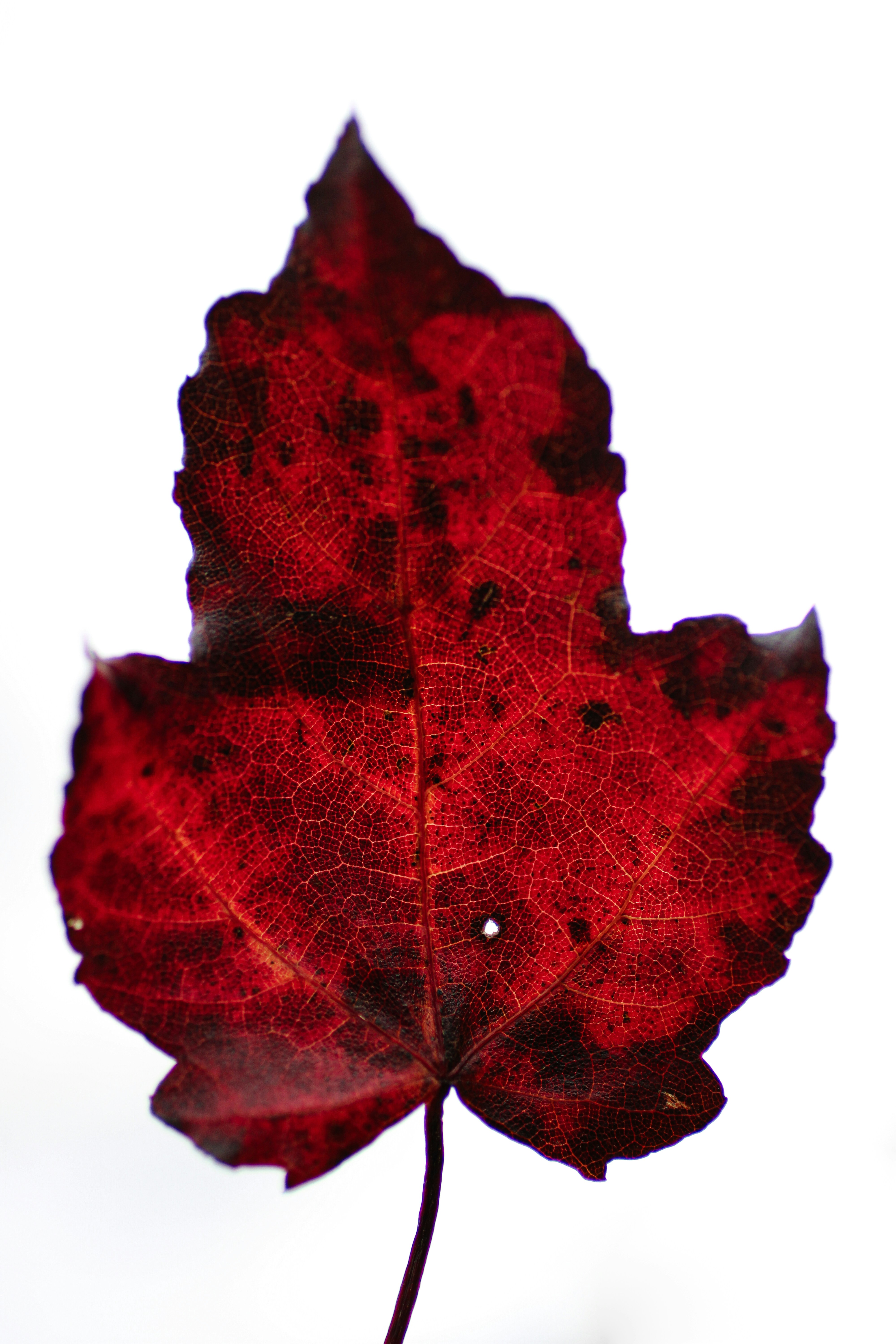 Photo by Ira Cooper with Canon EOS 2000D