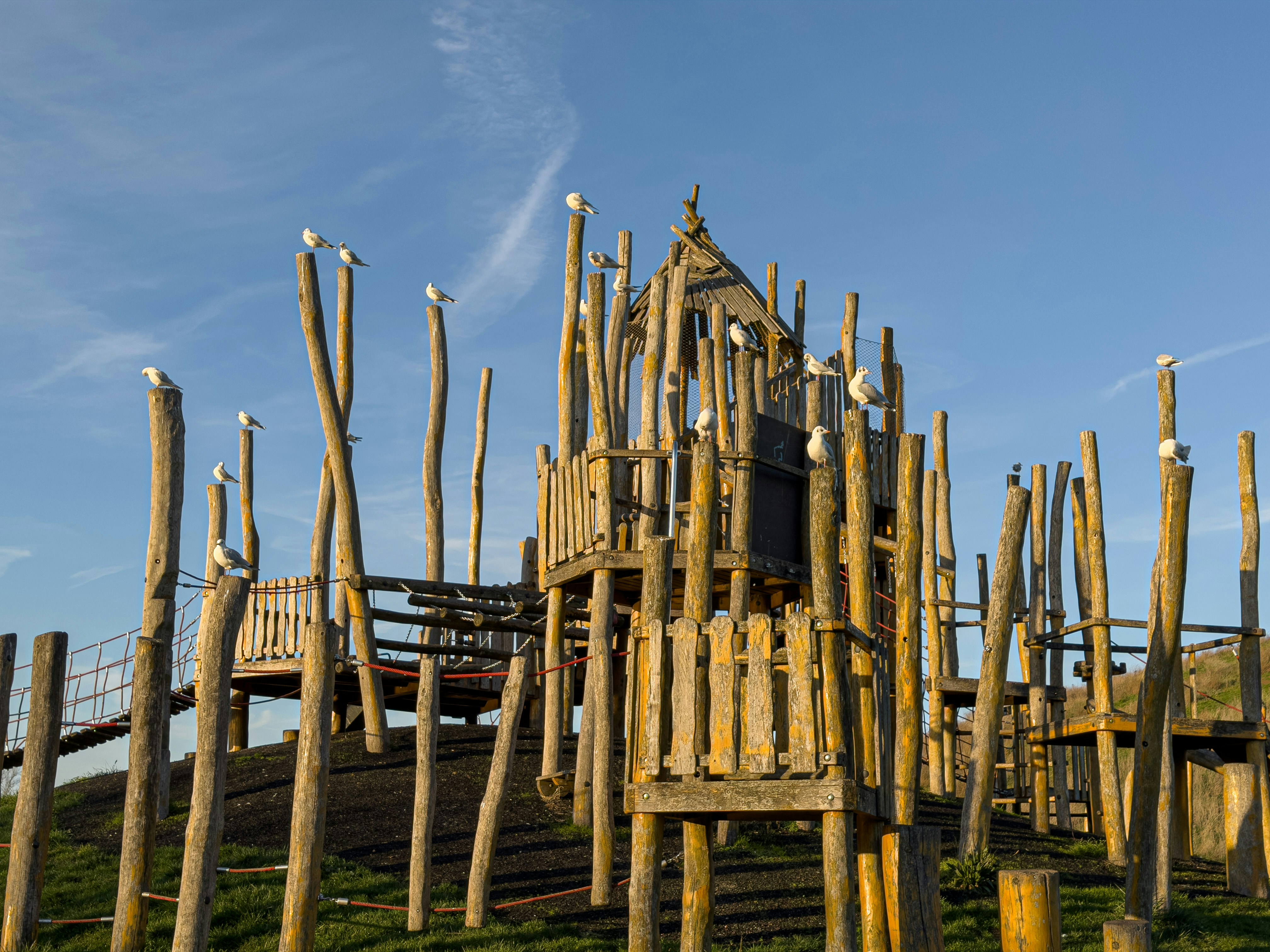 Timber Towers by the Sea: Seagull Sentinels