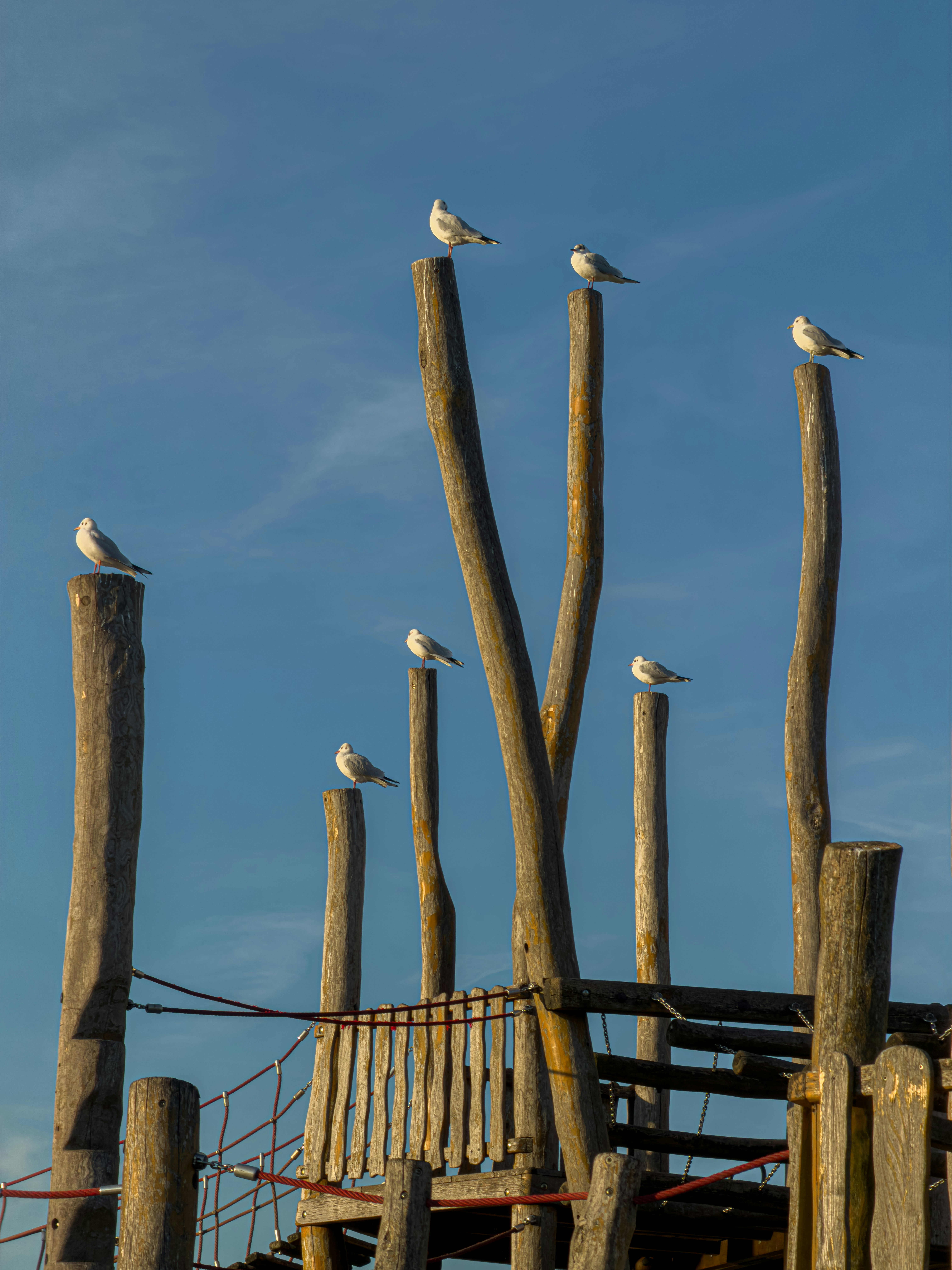 Sentinels of the Docks: Seagulls Perched on Weathered Pylons Under a Cobalt Sky