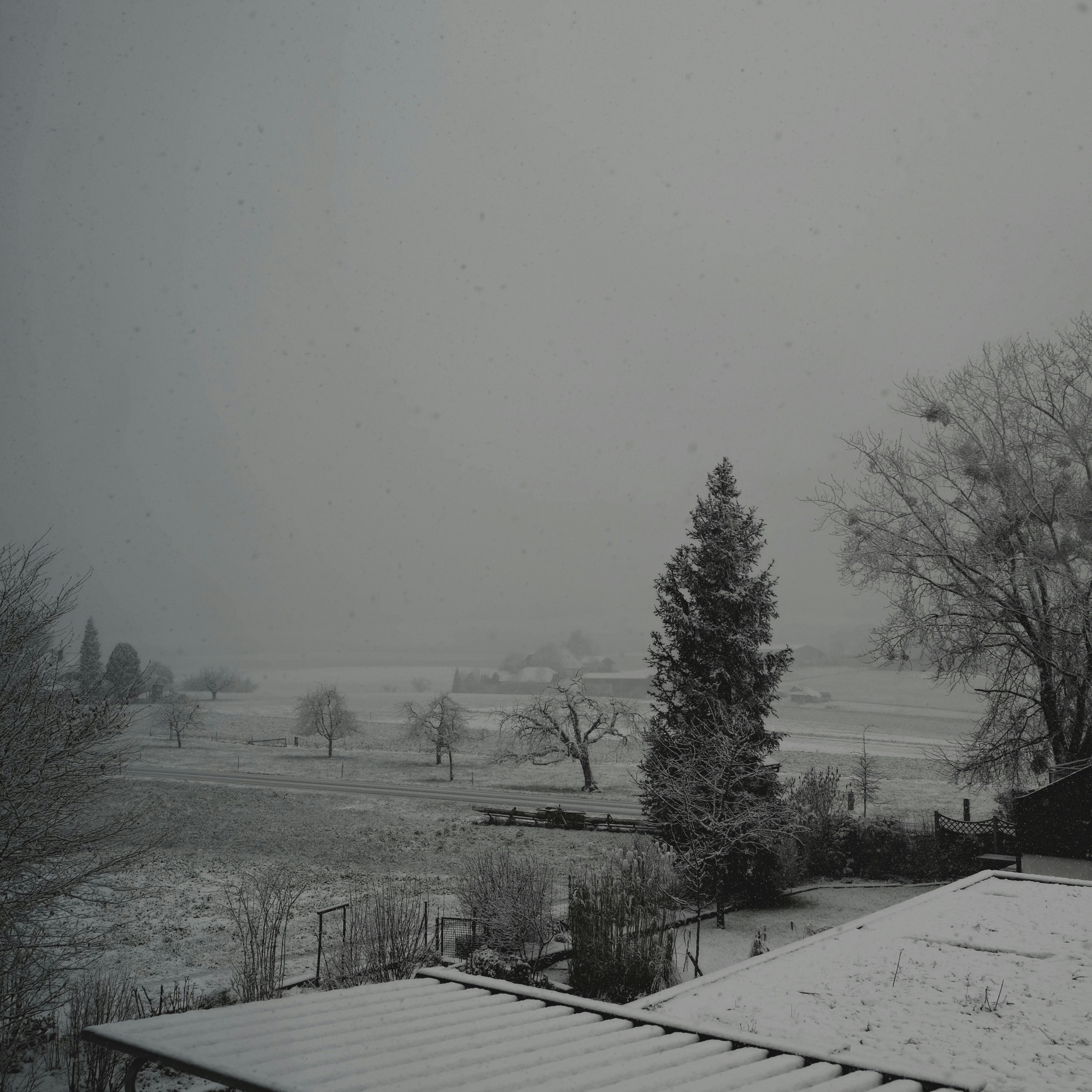 The Lone Evergreen Over a Frosted, Fog-Shrouded Field