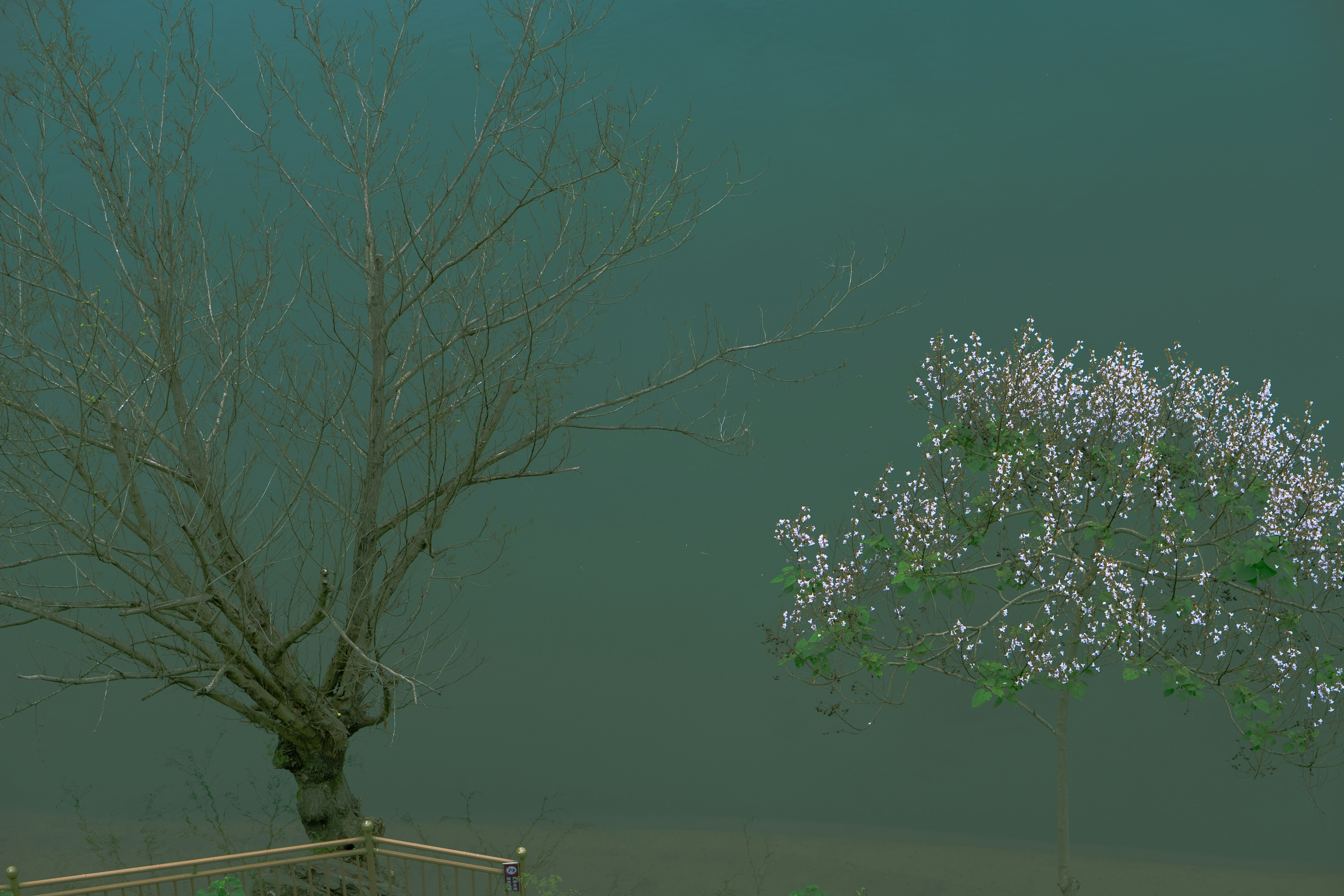 Blossom Beacon Over a Quiet River