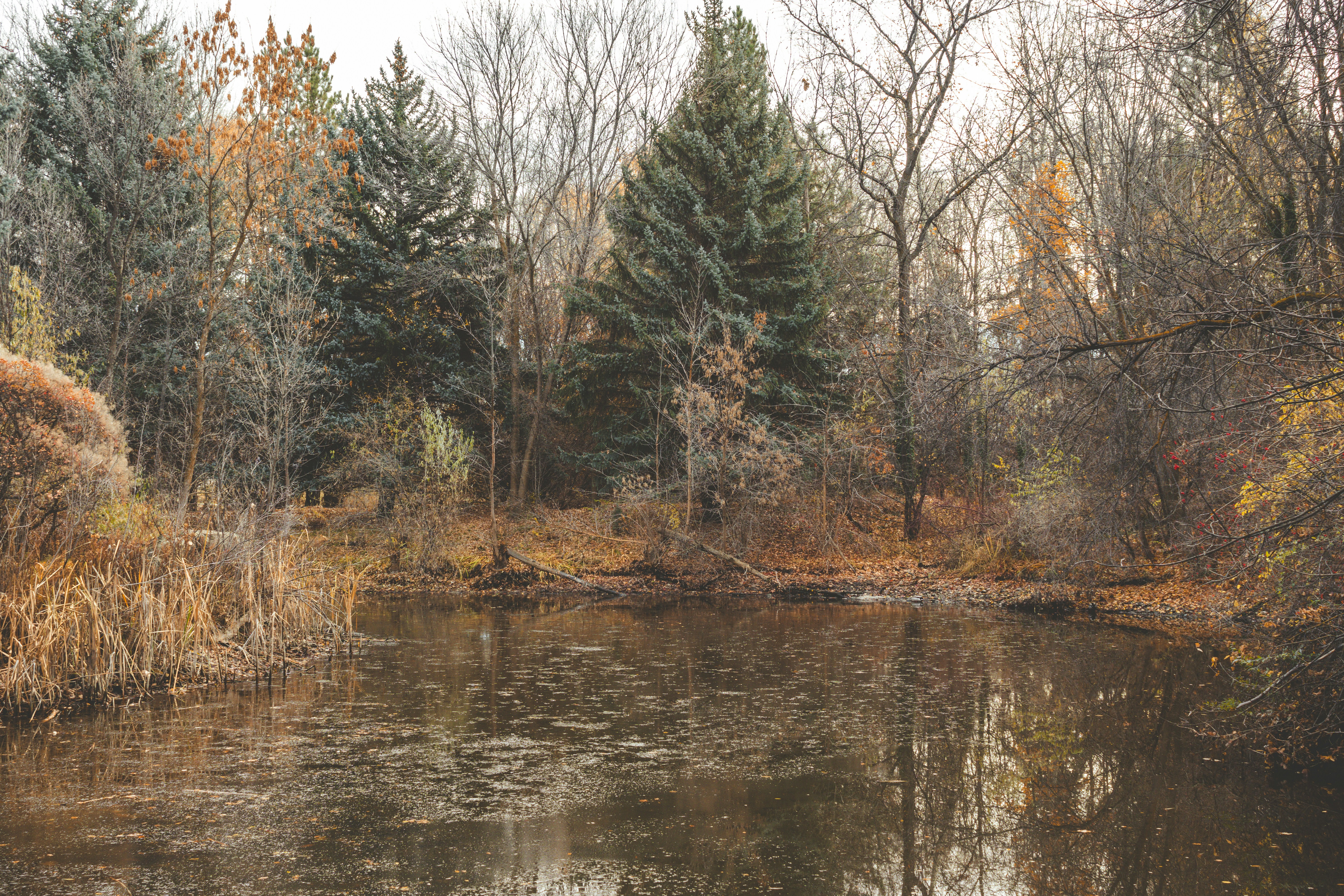 Fall Quiet by the Stillwater: Reflections Beneath a Leaf-Littered Canopy