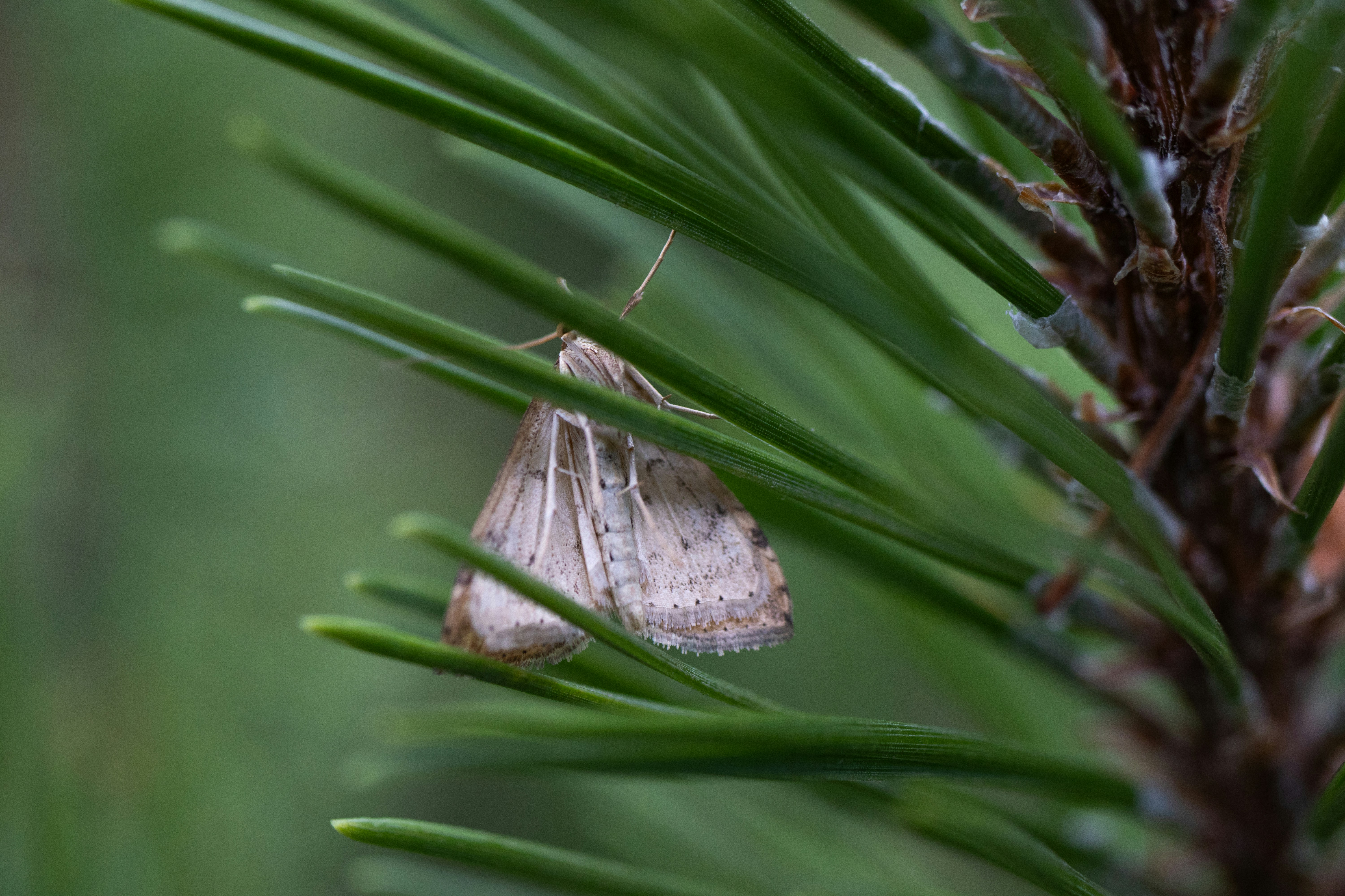 Photo by Trenton Alarcon with Canon EOS 850D