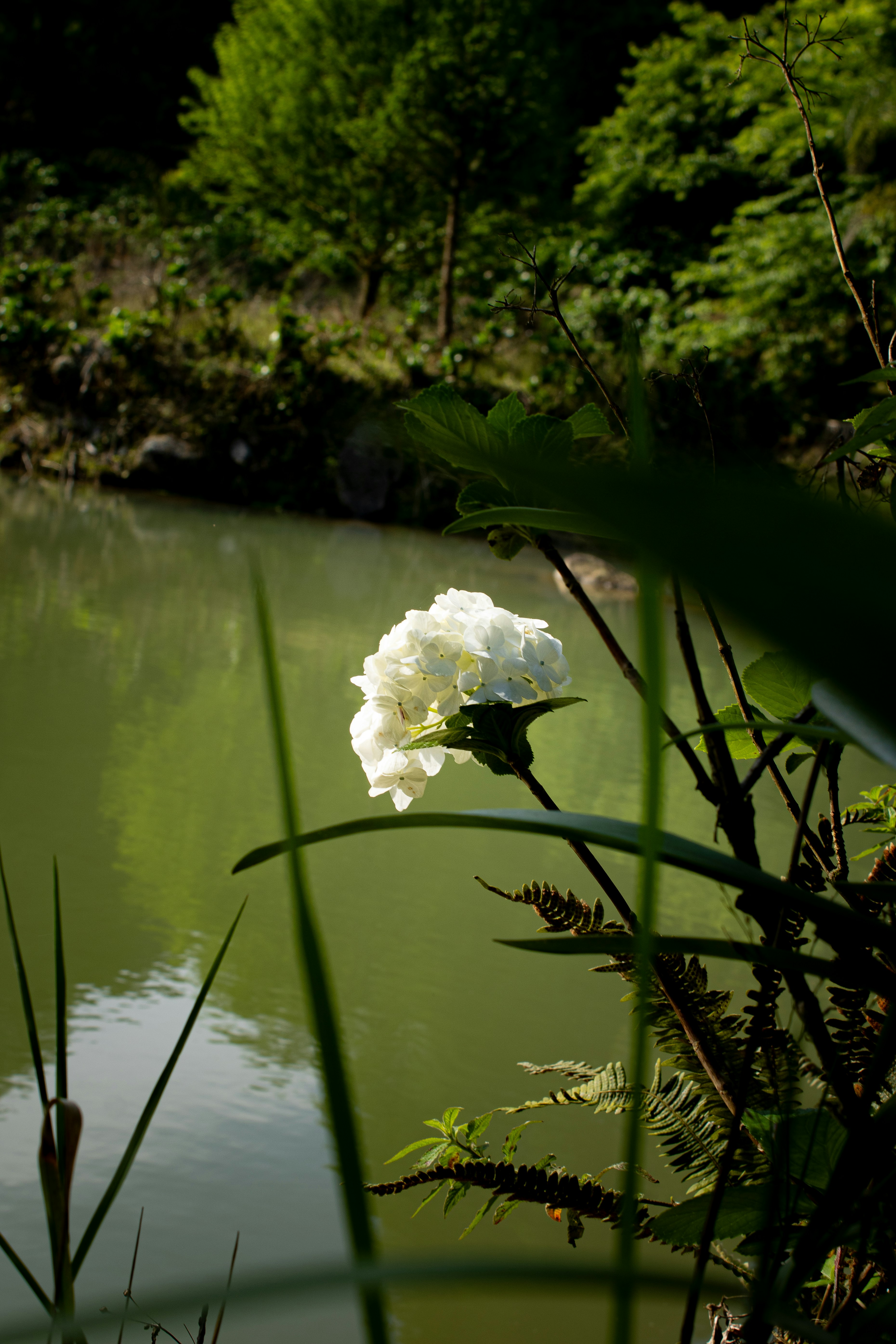 Spotlight on a White Hydrangea by the Quiet Pond