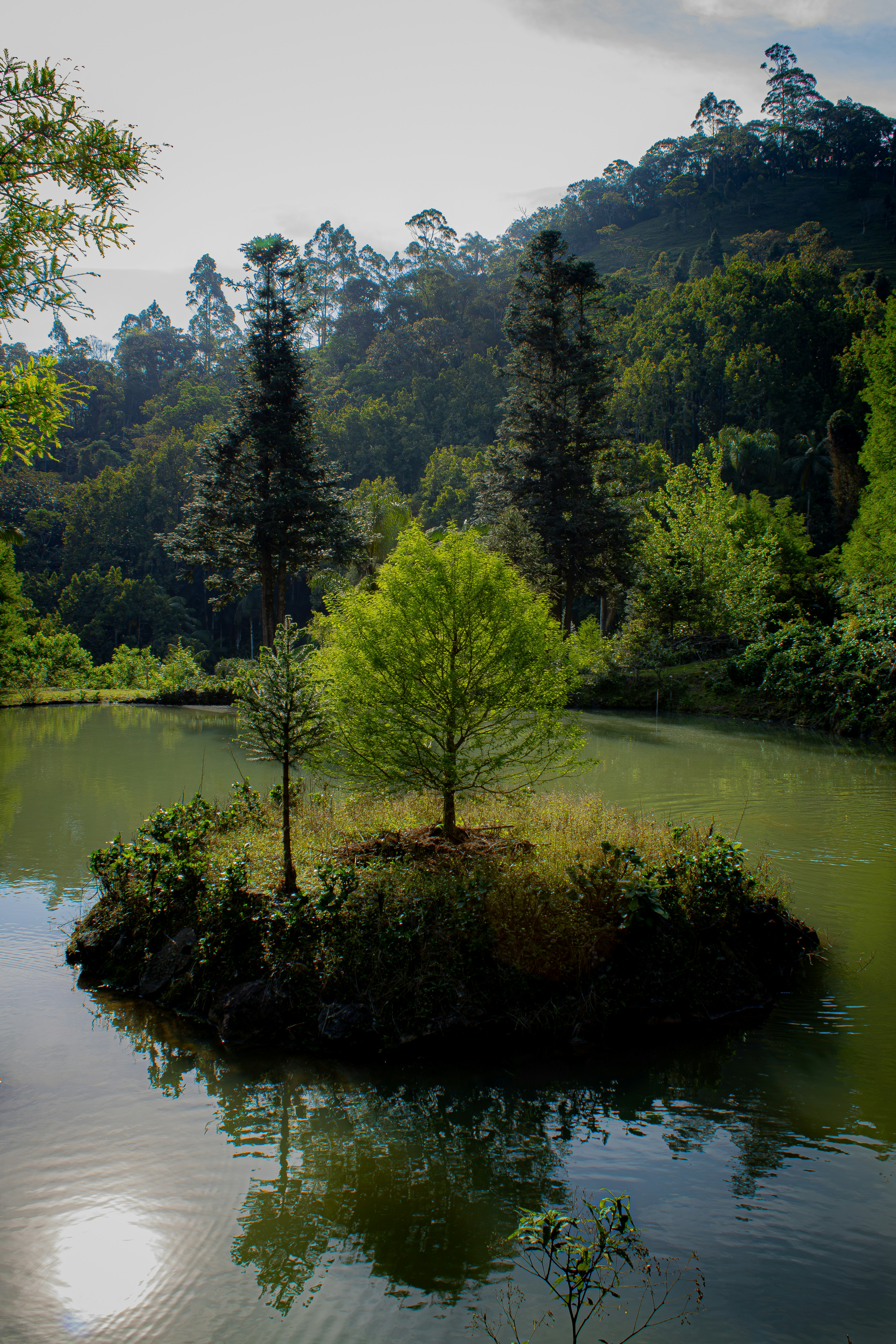 Emerald Sentinel on a Quiet Lake Island