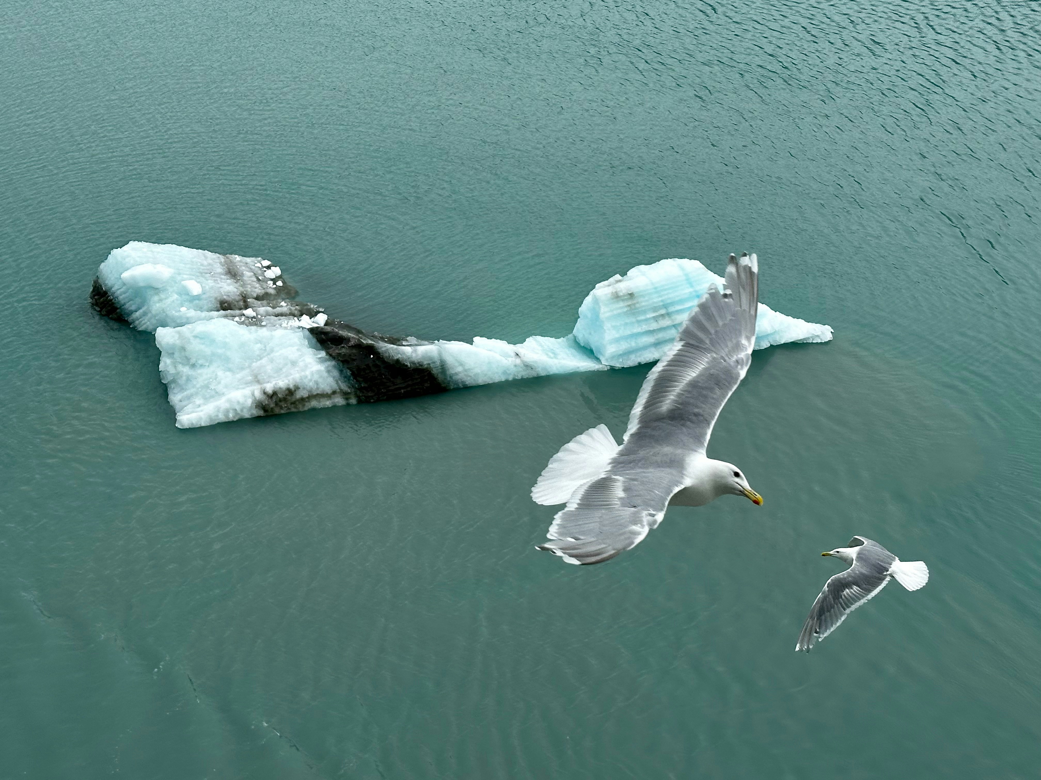 Gliding Gulls Over a Fragment of Ice