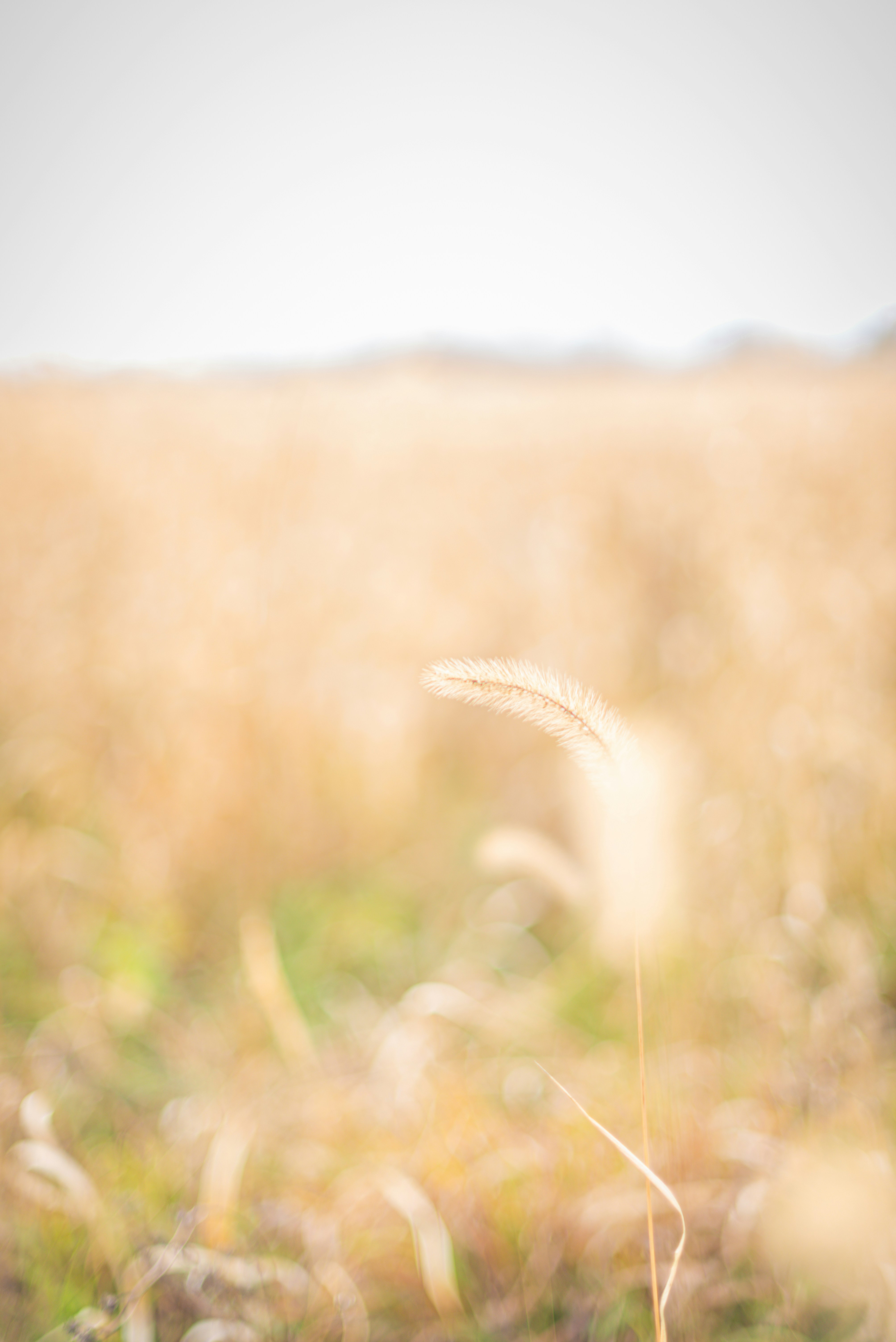 Foxtail in a Backlit Sea of Gold
