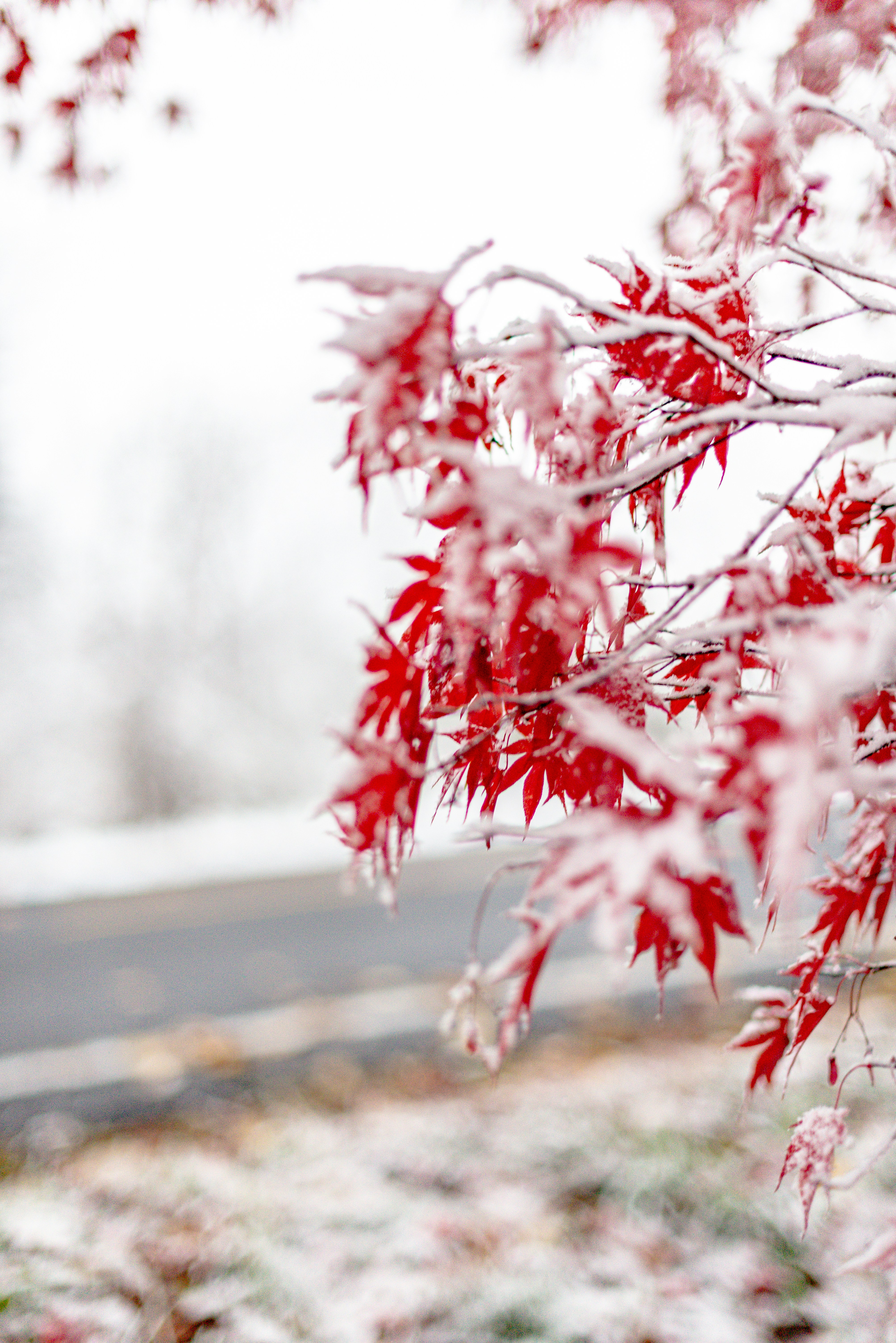 Crimson Leaves Amid Snow: A Quiet Edge of Winter
