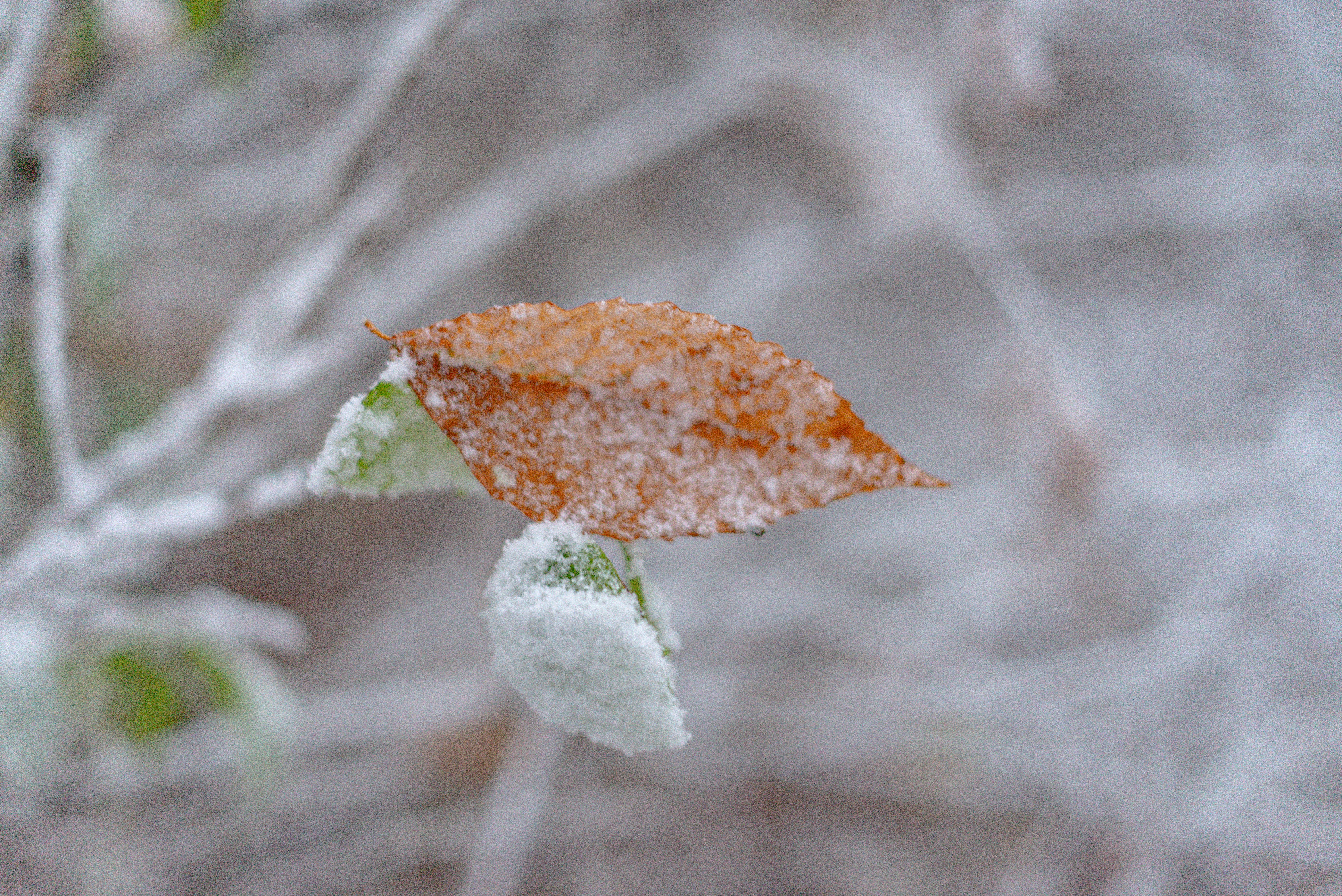 Frost-Kissed Orange Leaf Clinging to Winter's Edge