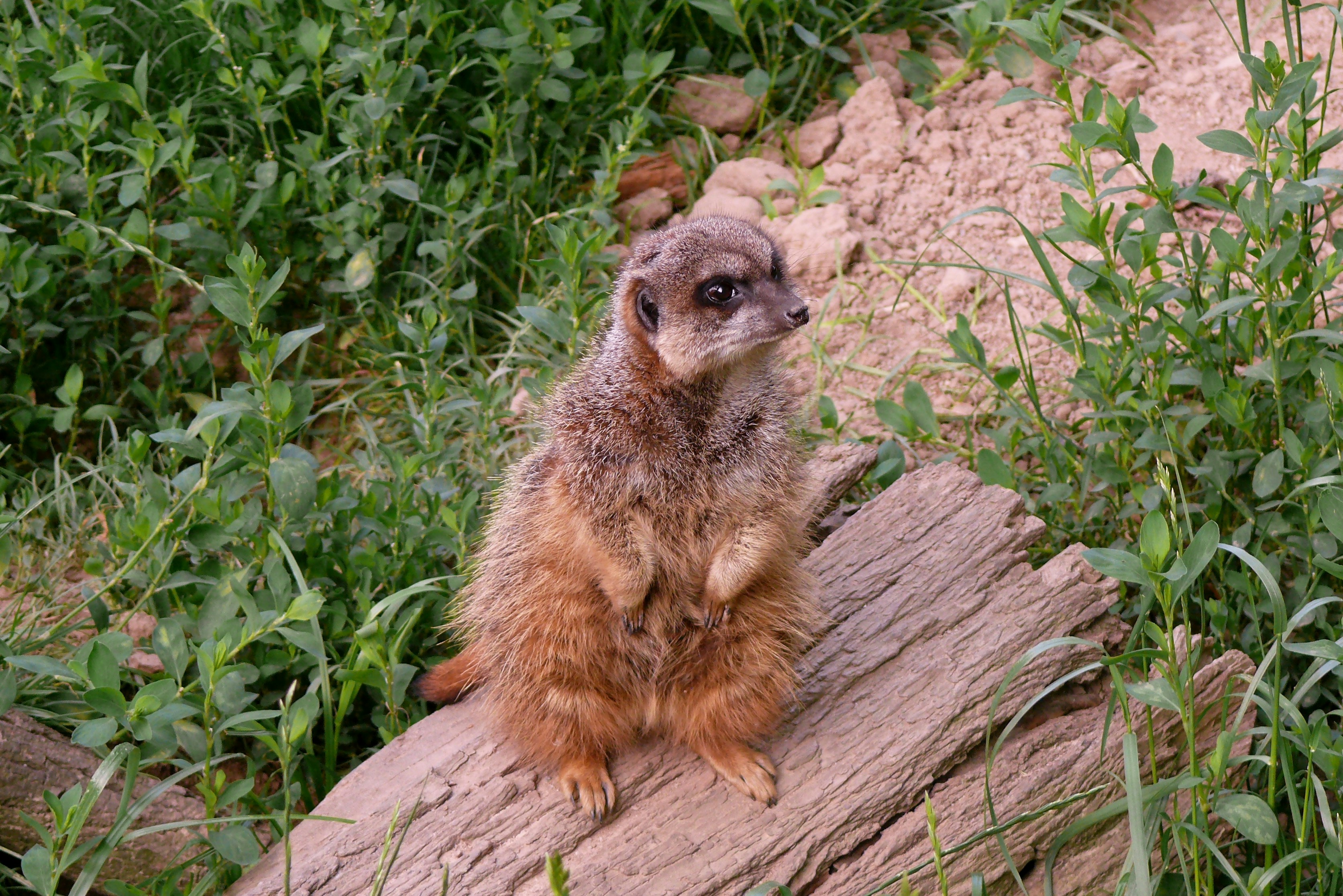 Curious Meerkat Perched on a Weathered Log Amid Quiet Grass